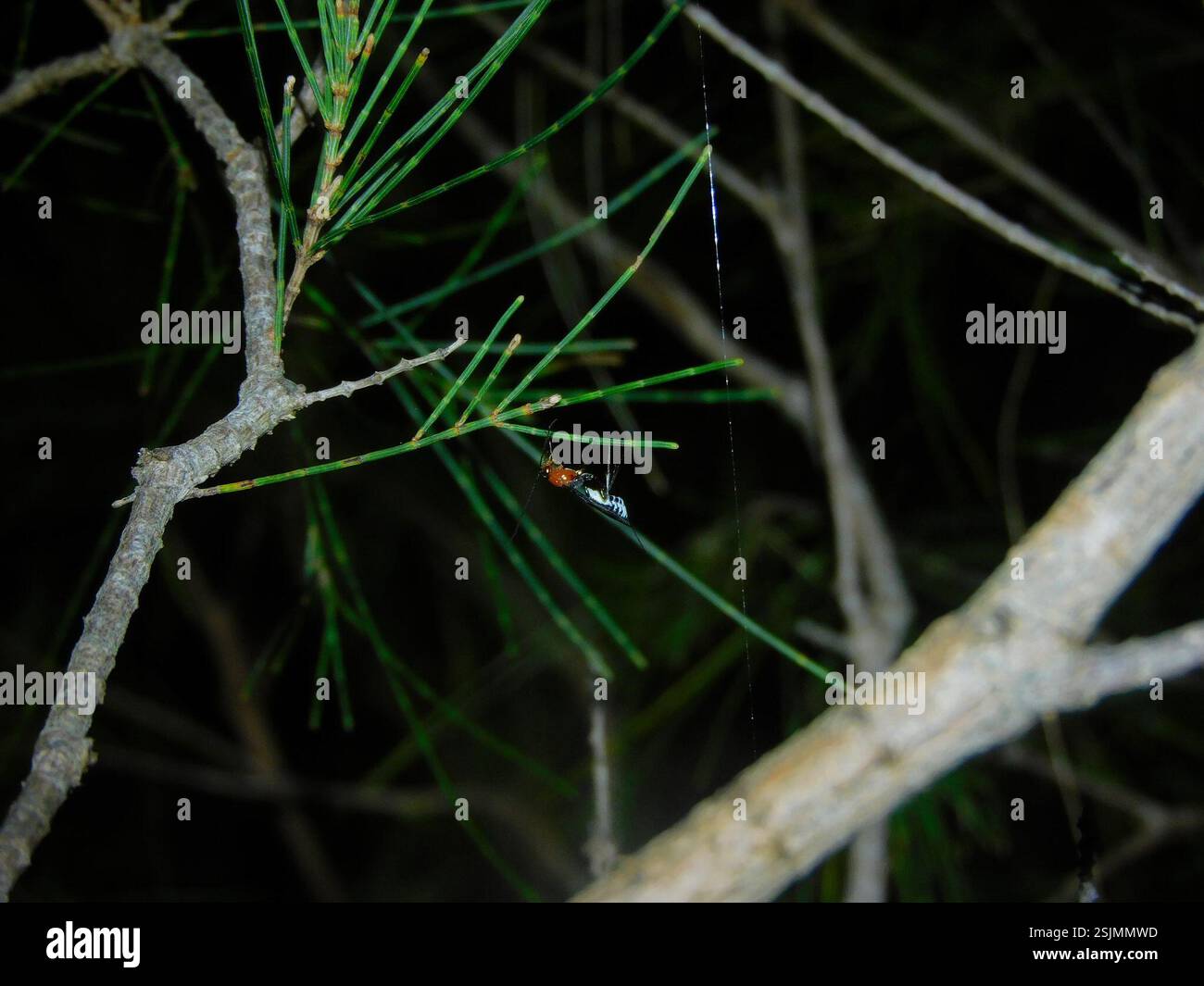 (Callibracon), Insecta, Hobart TAS, Australia Stock Photo - Alamy