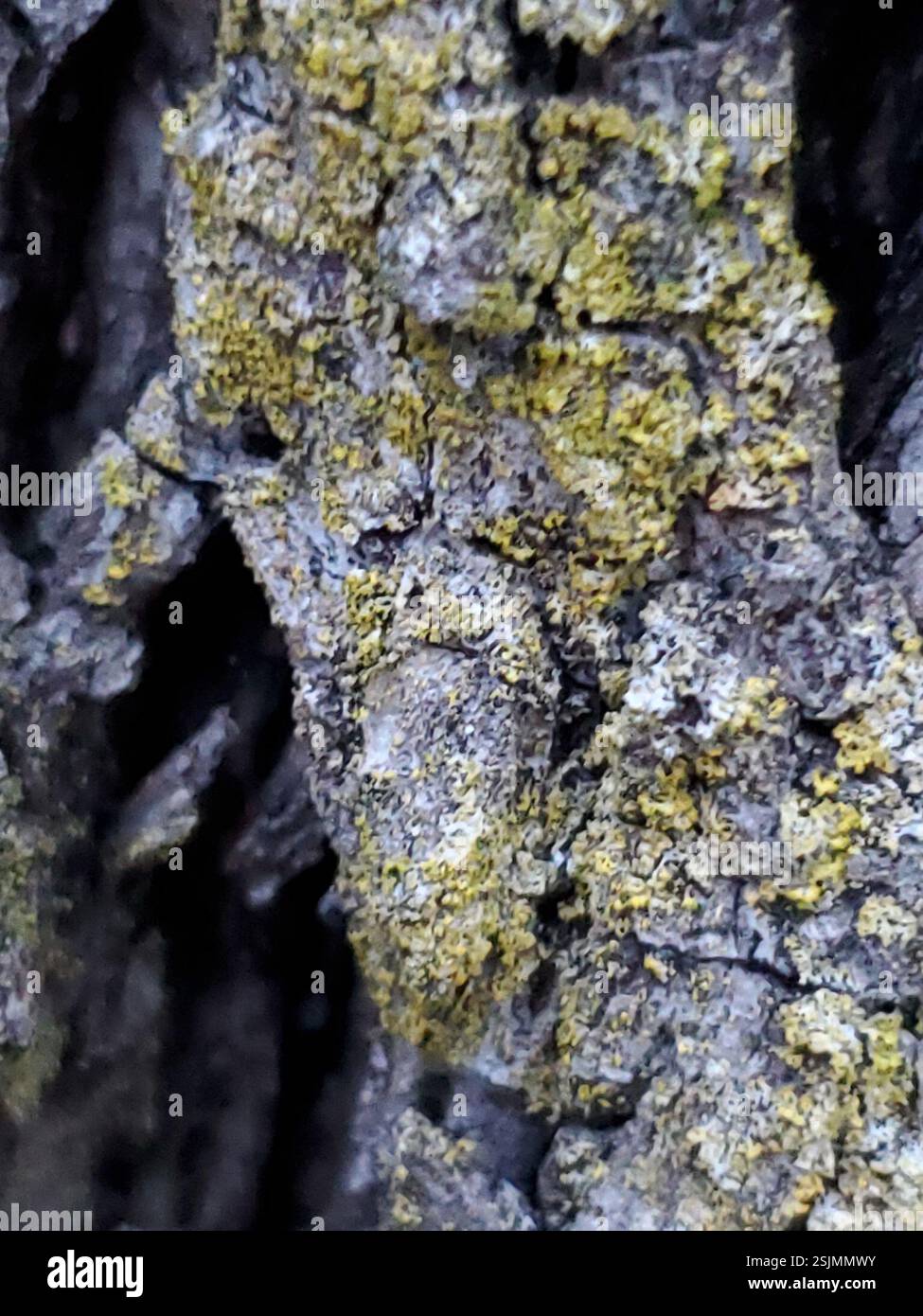 common lichens (Lecanoromycetes), Fungi, Douglas, Georgia, United ...