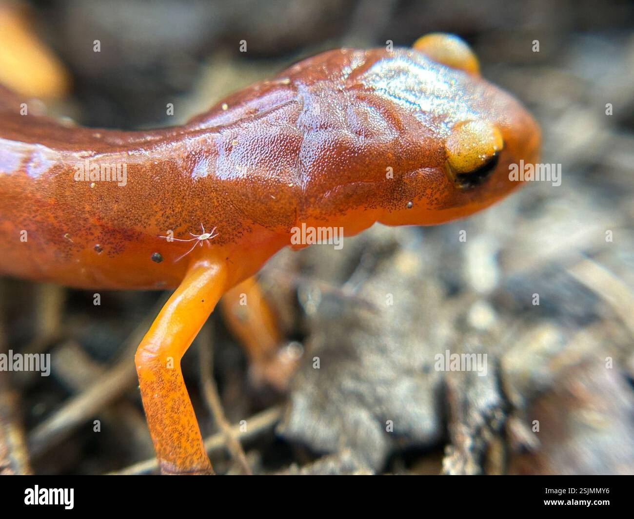 Monterey Ensatina (Ensatina eschscholtzii eschscholtzii), Amphibia ...