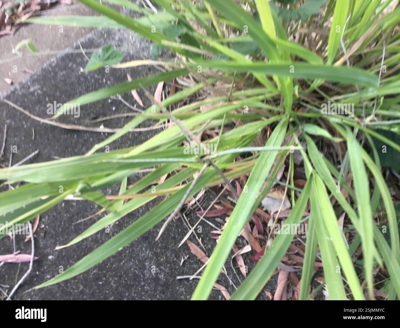 bristlegrasses, bluestems, paspalums, and allies (Panicoideae), Plantae ...