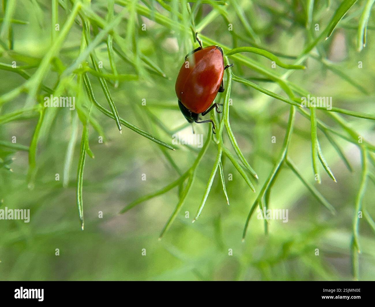 Oblong Lady Beetles (Hippodamia), Insecta, Santa Clara, California ...