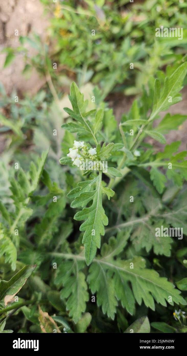 Santa Maria feverfew (Parthenium hysterophorus), Plantae, Loreto, MX-BS ...