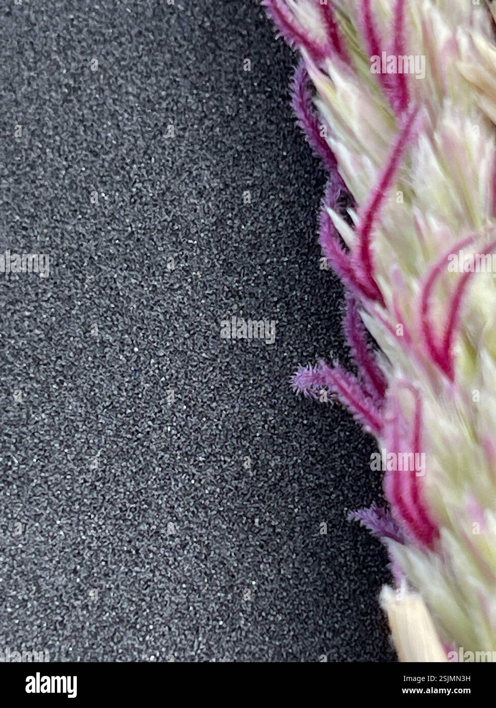 Big Galleta (Hilaria rigida), Plantae, Whip Dr, Borrego Springs, CA, US ...