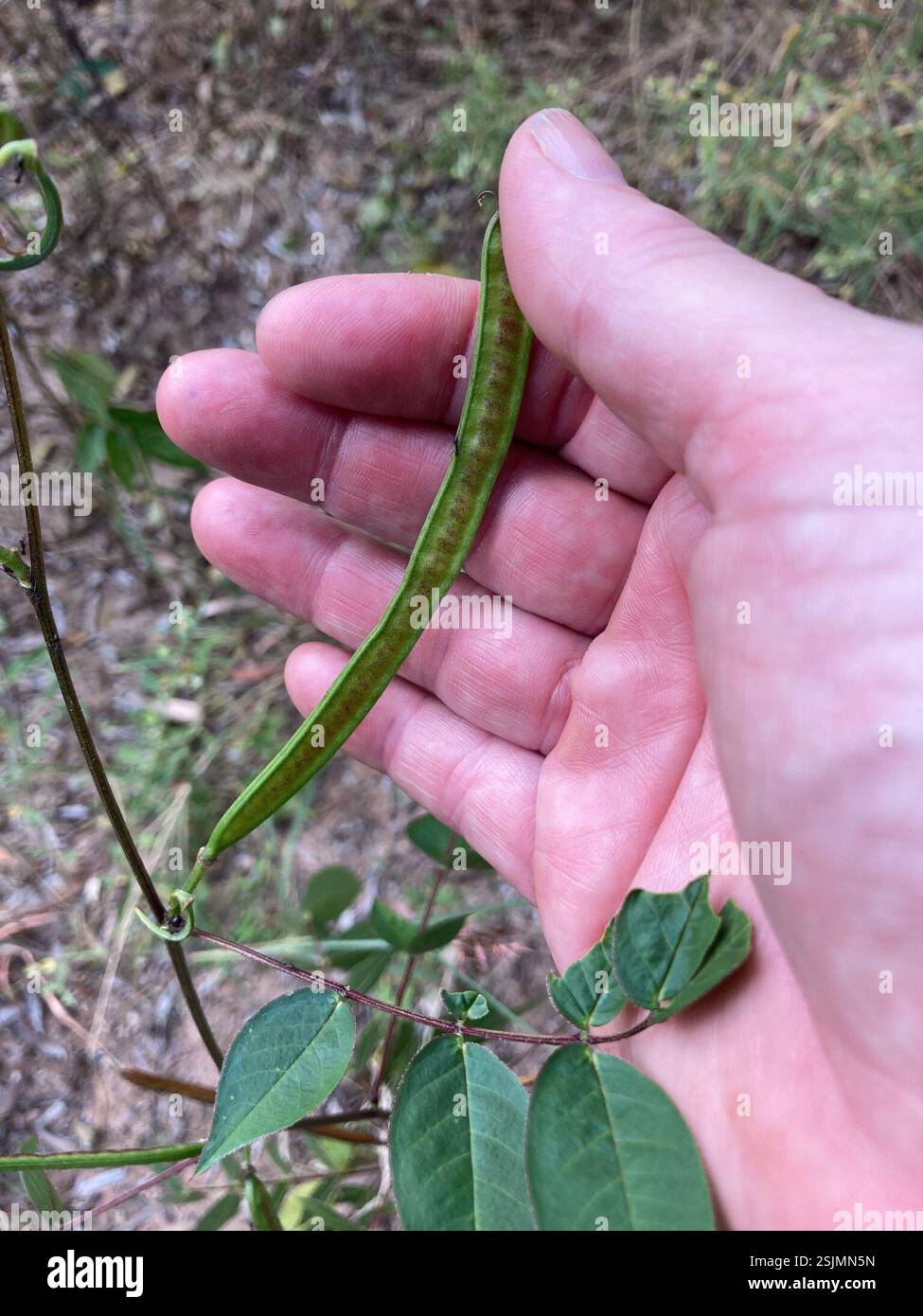 Coffee Senna (Senna occidentalis), Plantae, Duaringa, AU-QL, AU Stock ...