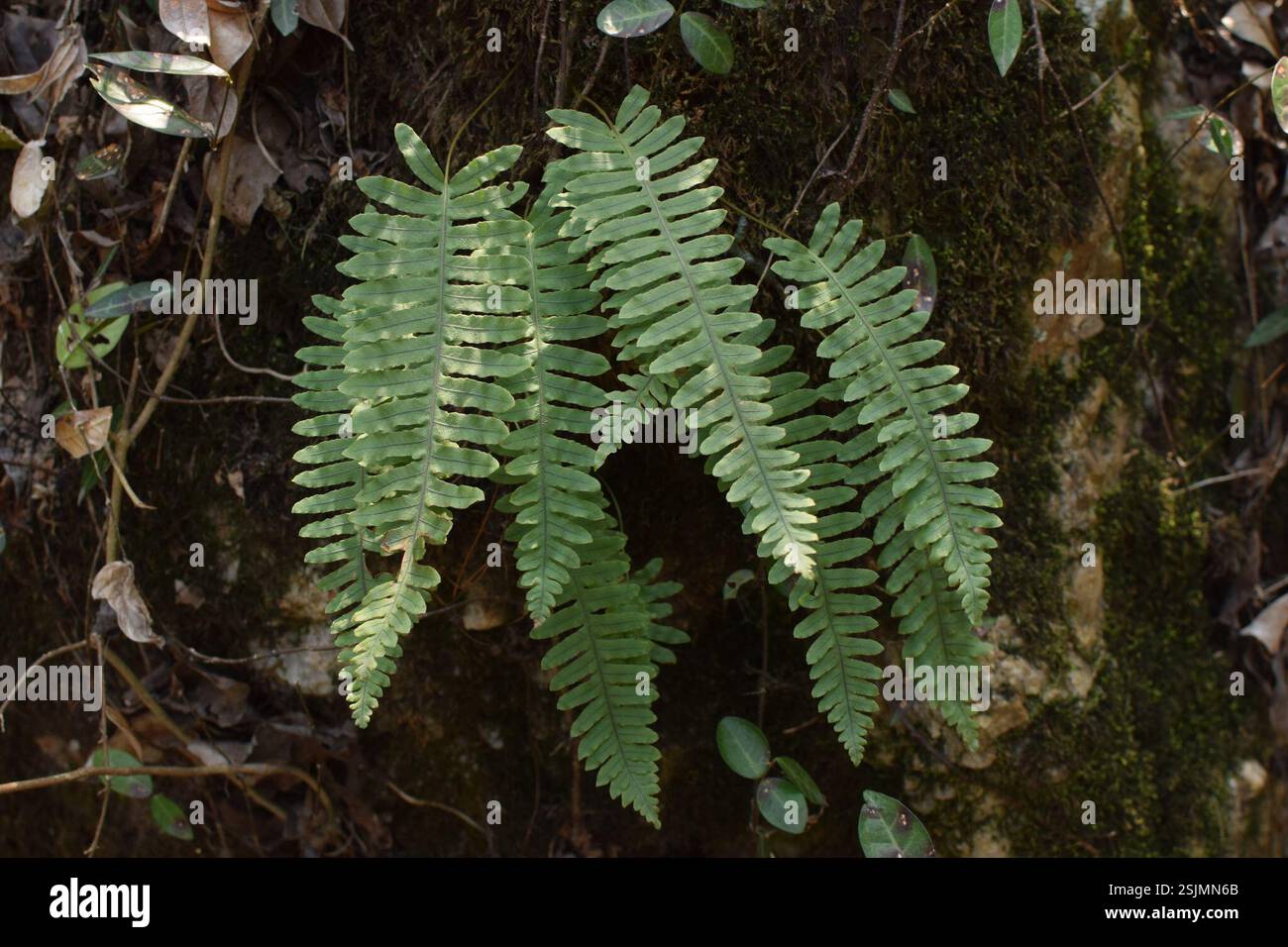 (Goniophlebium niponicum), Plantae, 中国浙江省杭州市西湖区 Stock Photo - Alamy