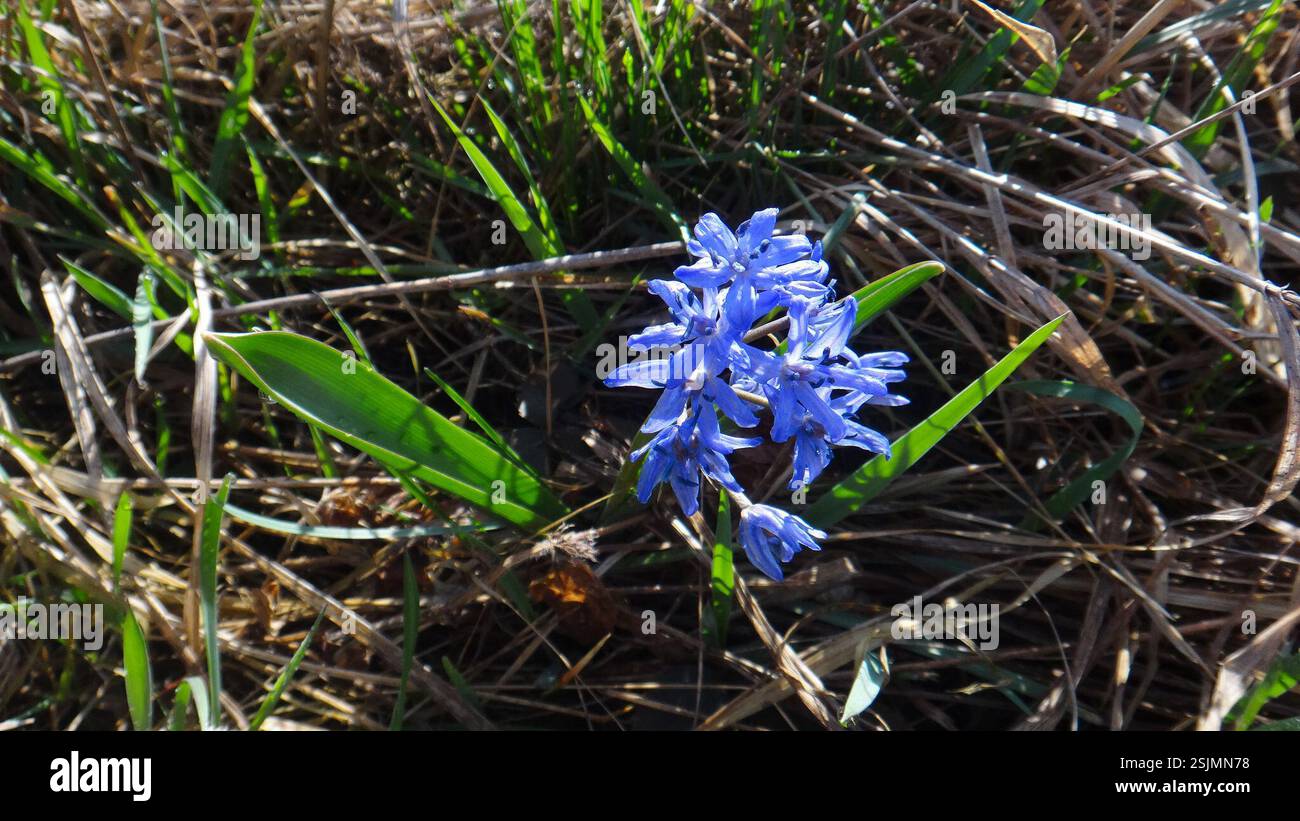Alpine Squill (Scilla bifolia), Plantae, Маньківський район, Черкаська ...