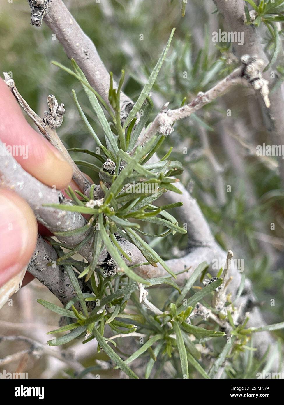 Schott's Indigobush (Psorothamnus schottii), Plantae, Verbena Dr ...