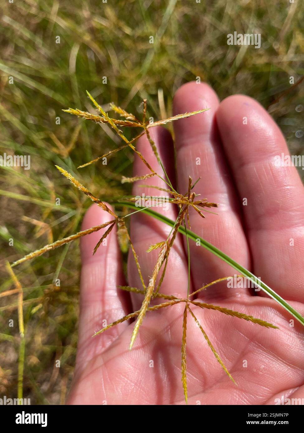 flatsedges (Cyperus), Plantae, Duaringa, AU-QL, AU Stock Photo - Alamy