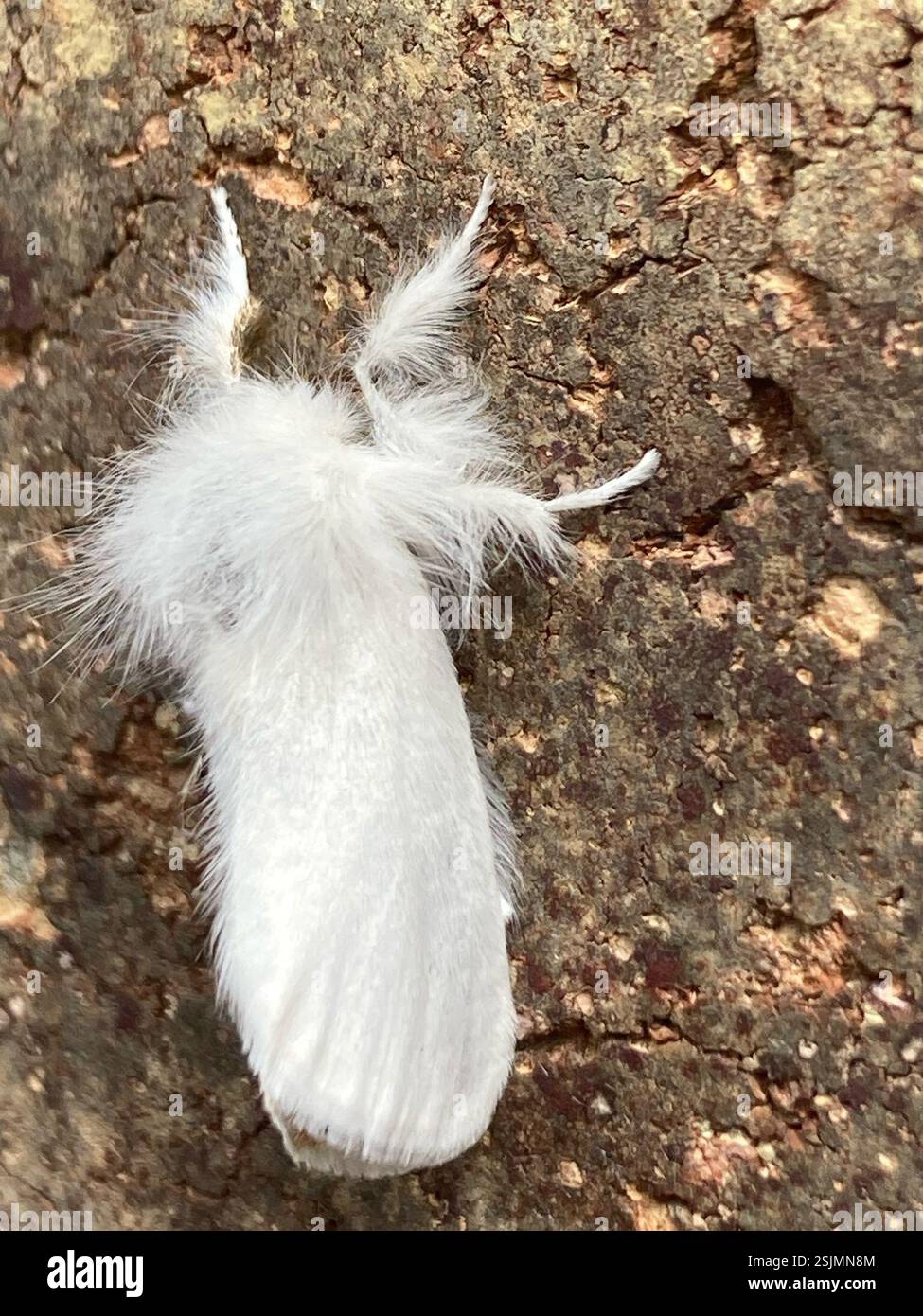 Brown-tail Moth (Euproctis chrysorrhoea), Insecta, Church Path, London ...