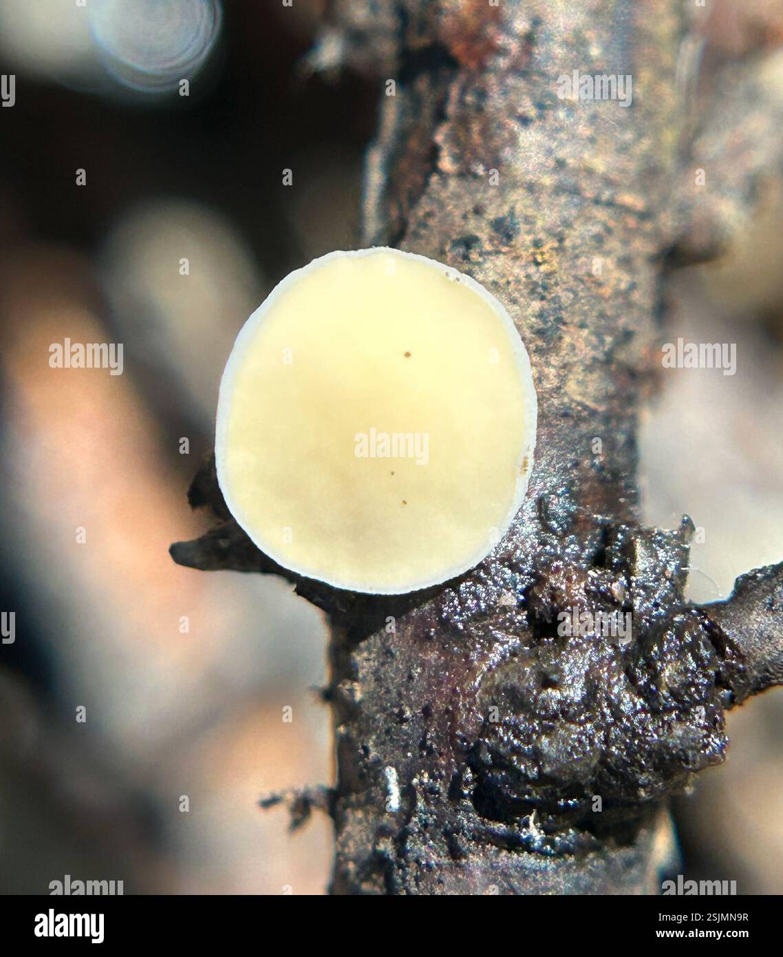 (Tatraea macrospora), Fungi, Sweet Springs Nature Preserve, Los Osos ...