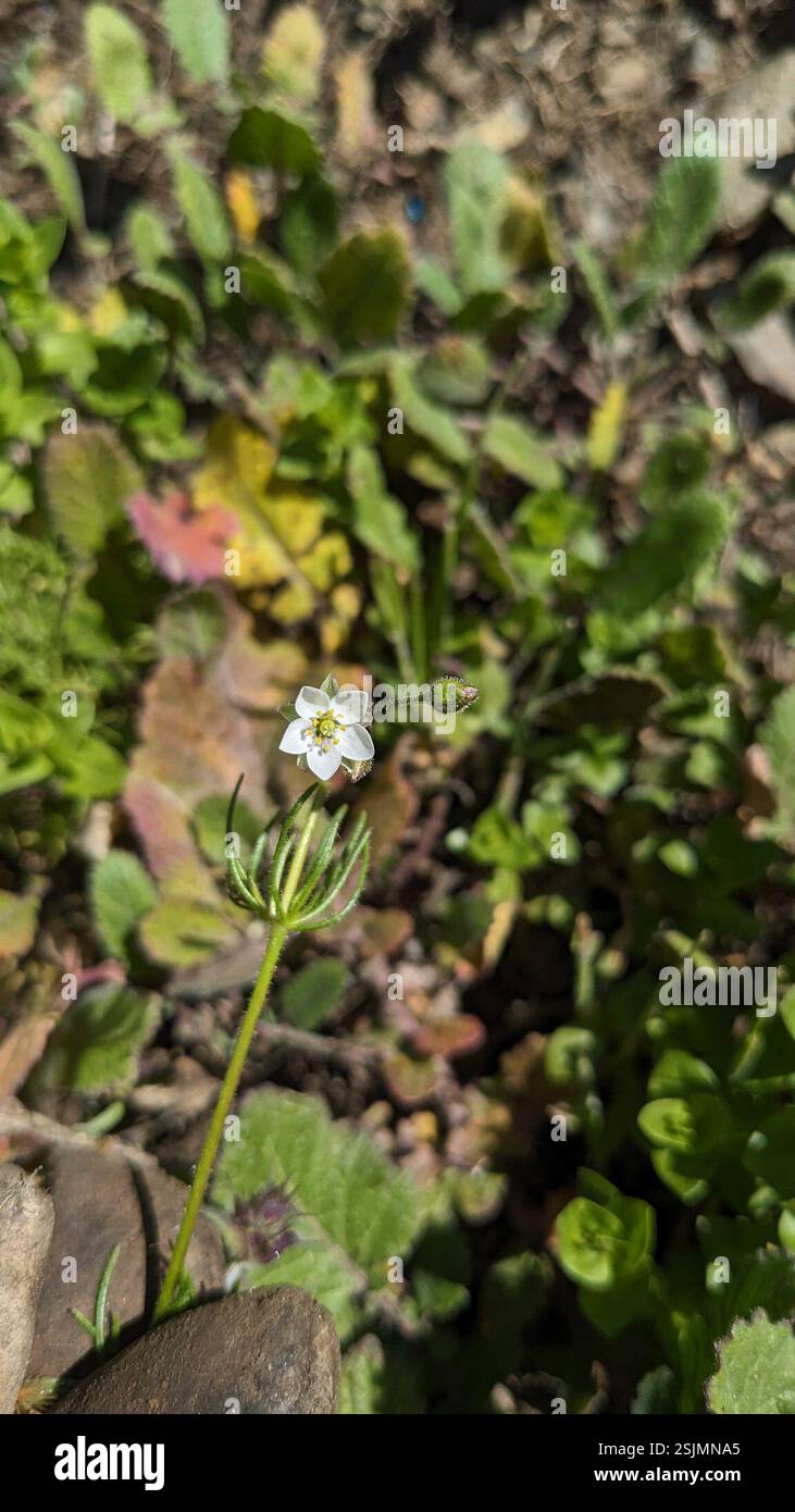 Corn spurrey (Spergula arvensis), Plantae, Westwood, Los Angeles, CA ...