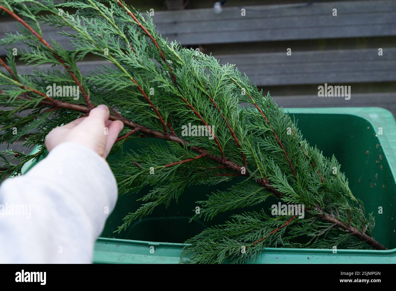 A close-up of a hand holding branches from a green tree, as part of ...
