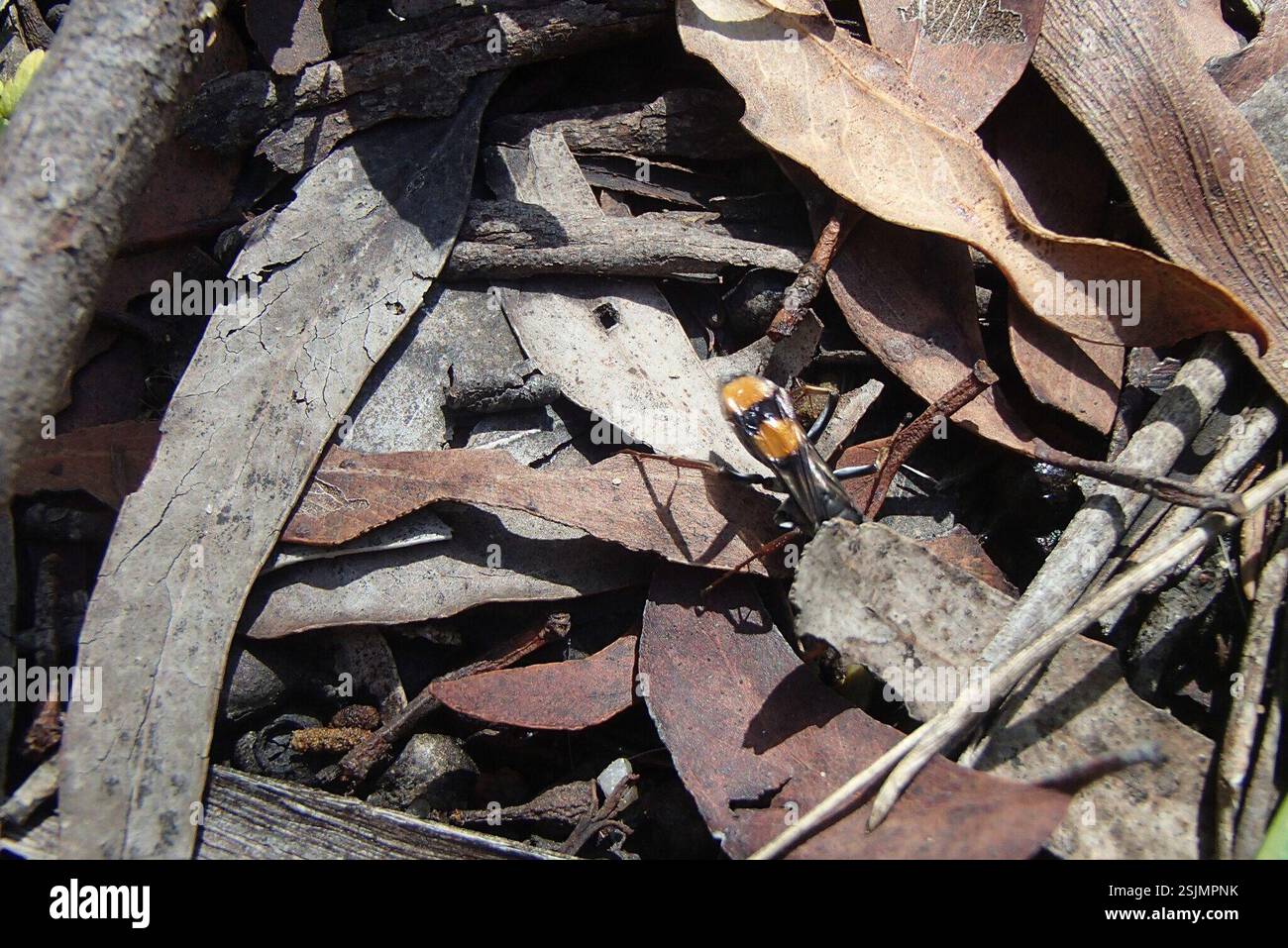Spider Wasps (Pompilidae), Insecta, 62 Railway Parade, Wentworth Falls NSW 2782, Australia Stock ...