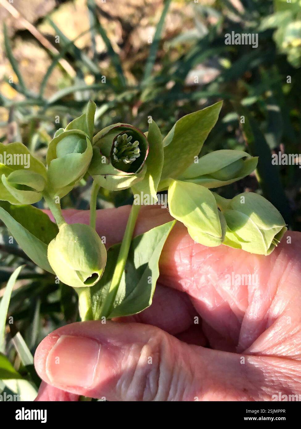 Stinking hellebore (Helleborus foetidus), Plantae, Cotswolds AONB ...