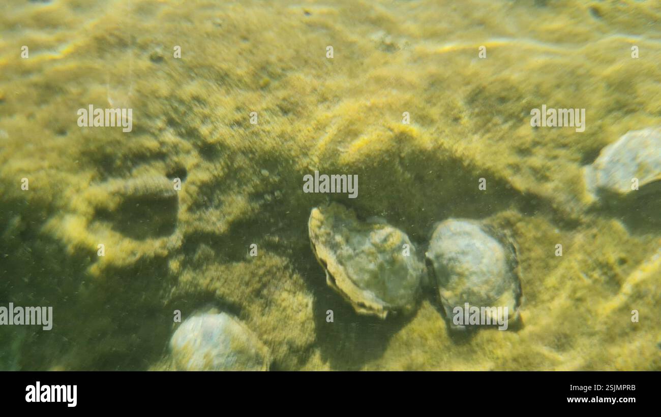 Flat Tree Oyster (Isognomon alatus), Mollusca, Brasil Stock Photo - Alamy