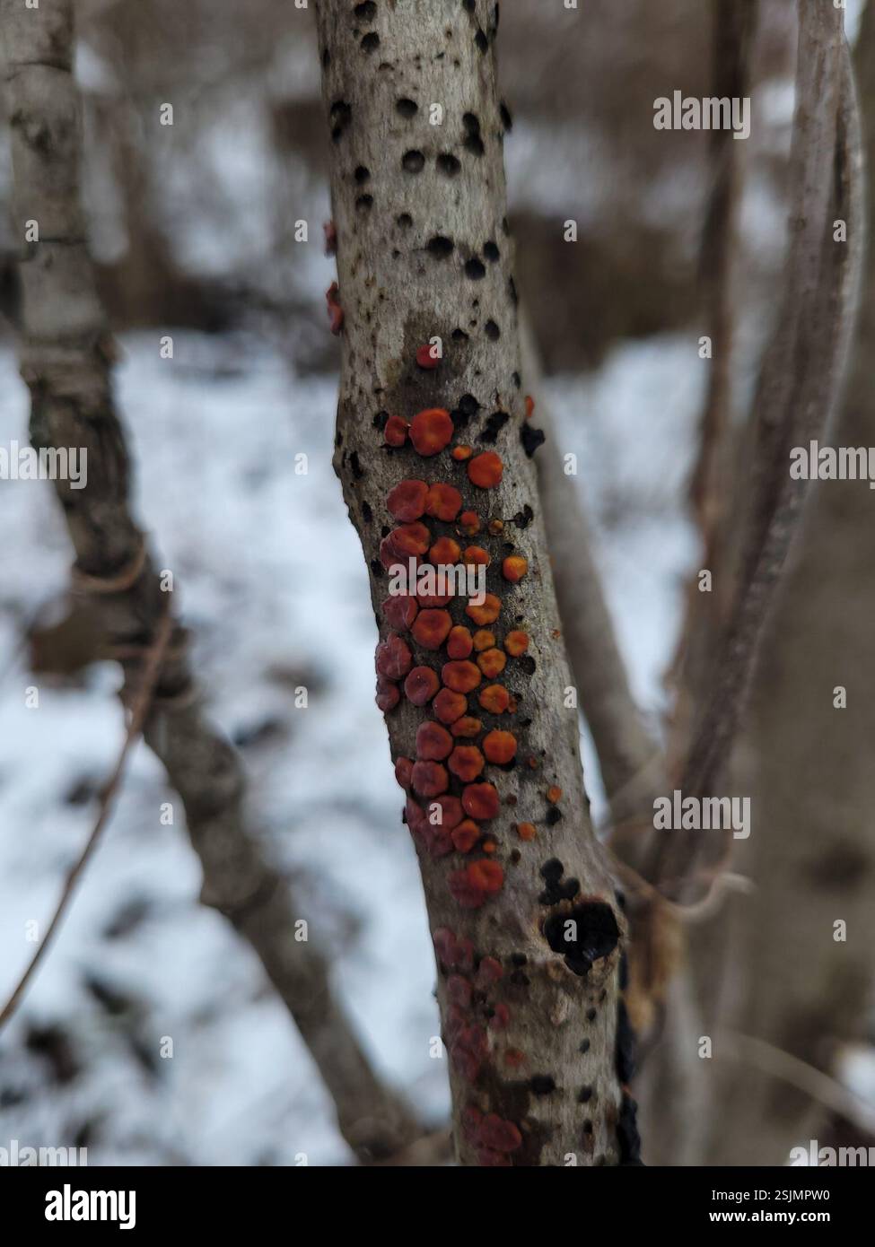 Red Tree Brain Fungus (Peniophora rufa), Fungi, Kirtland, OH 44094, USA ...