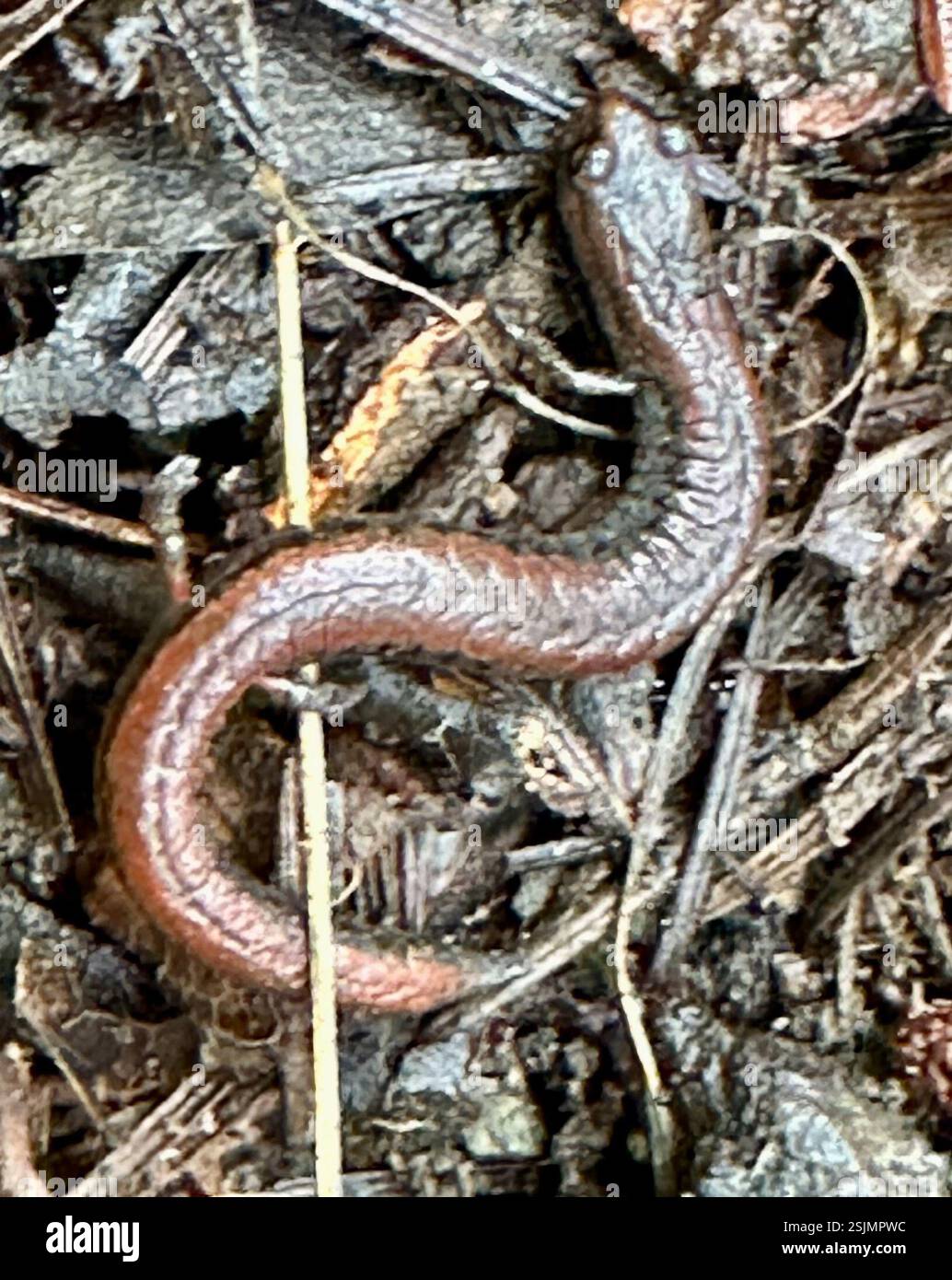 California Slender Salamander (Batrachoseps attenuatus), Amphibia ...