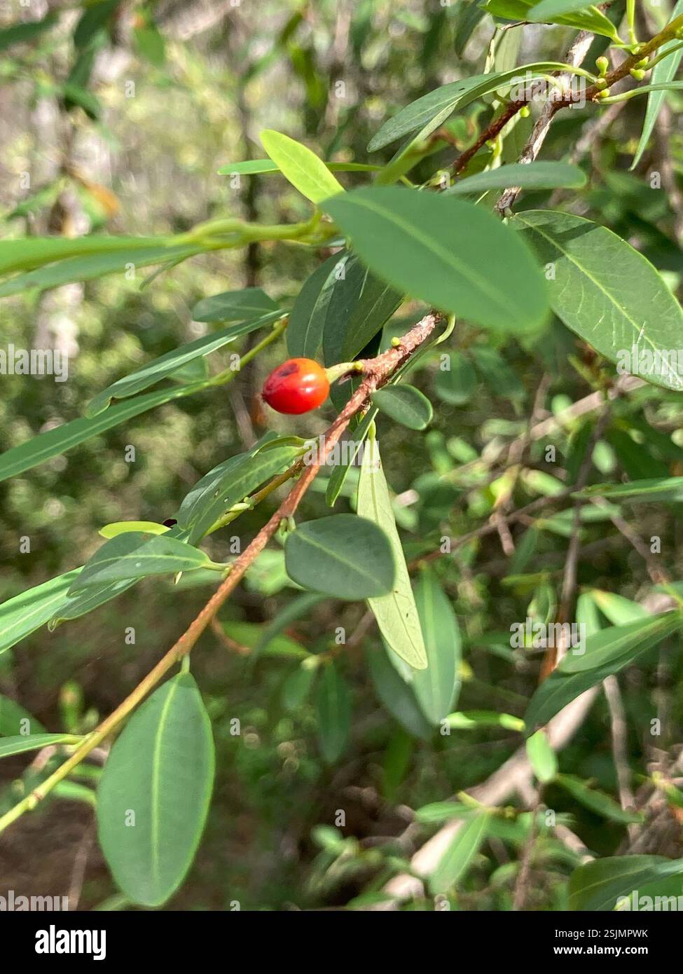 coca trees (Erythroxylum), Plantae, Stanwell Power Station Nature ...
