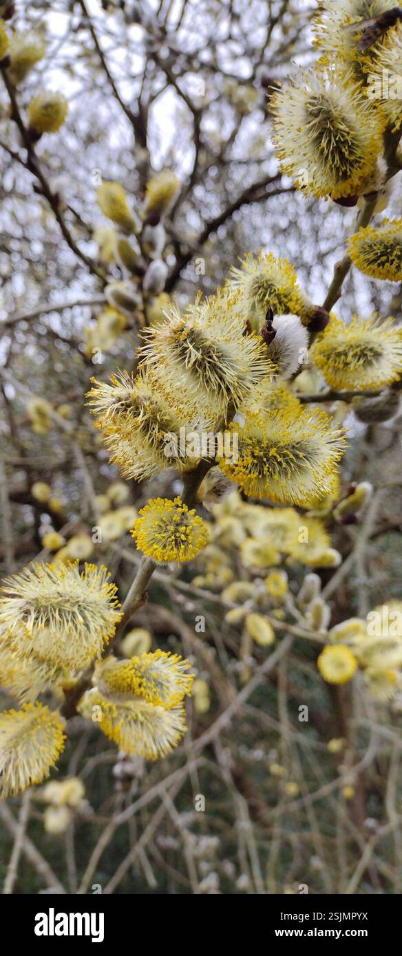 goat willow (Salix caprea), Plantae, Marton, Welshpool SY21 8JL, UK ...