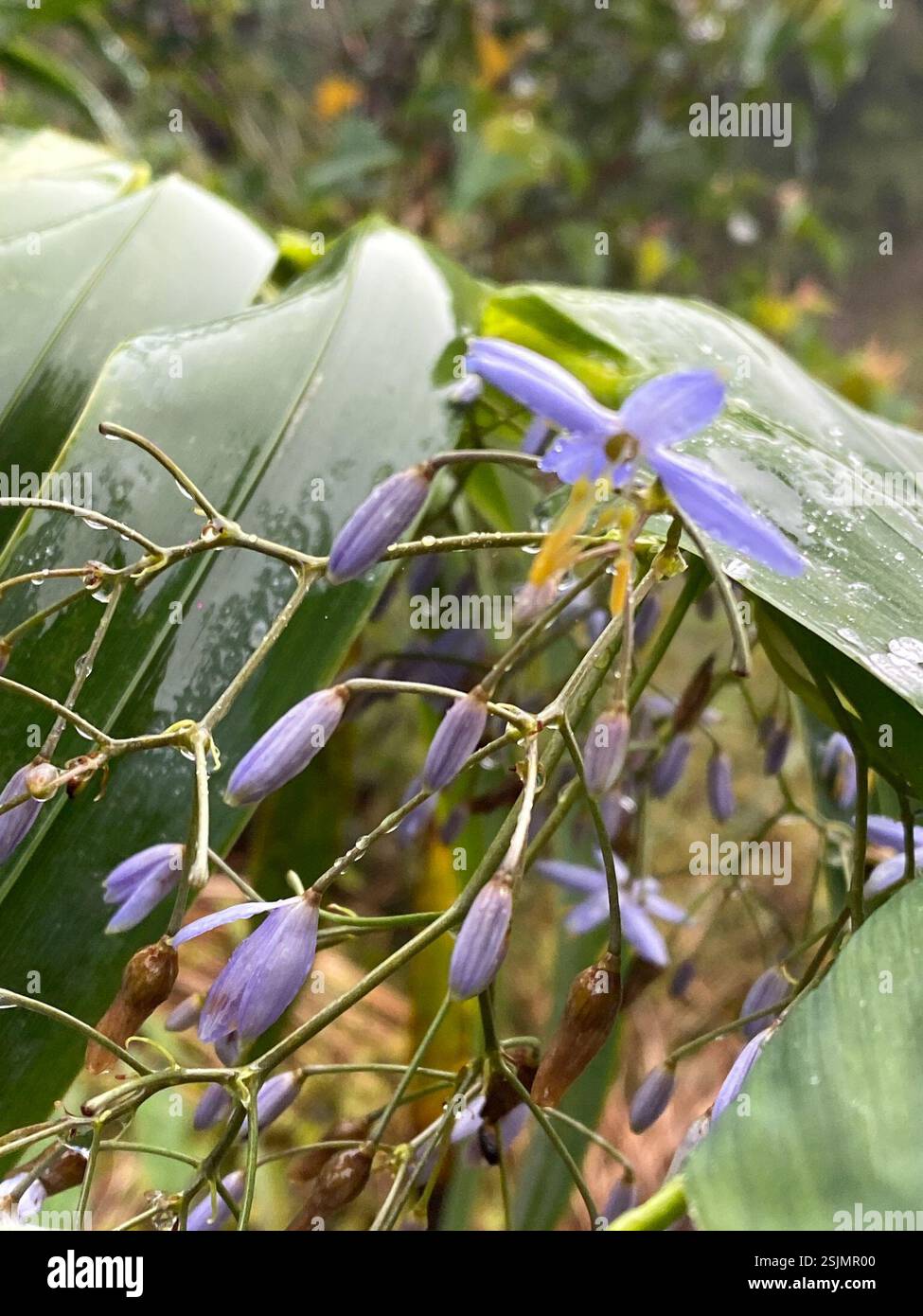 flax-lilies (Dianella), Plantae, Luzon, Hungduan, Ifugao, PH Stock ...