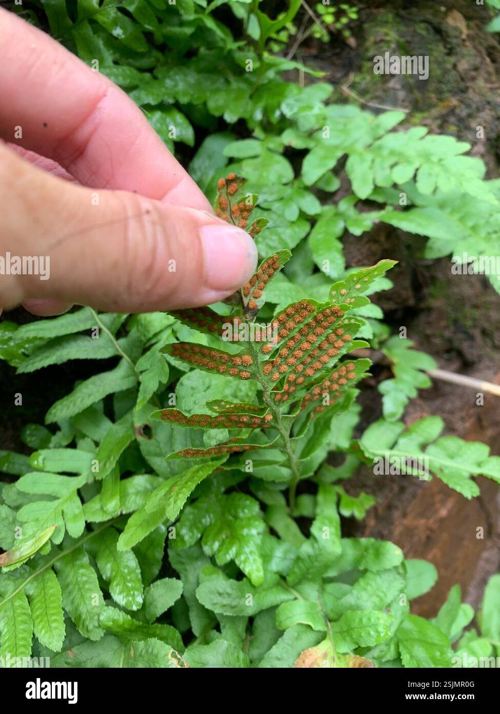 California Polypody (Polypodium californicum), Plantae, Ensenada, Baja ...