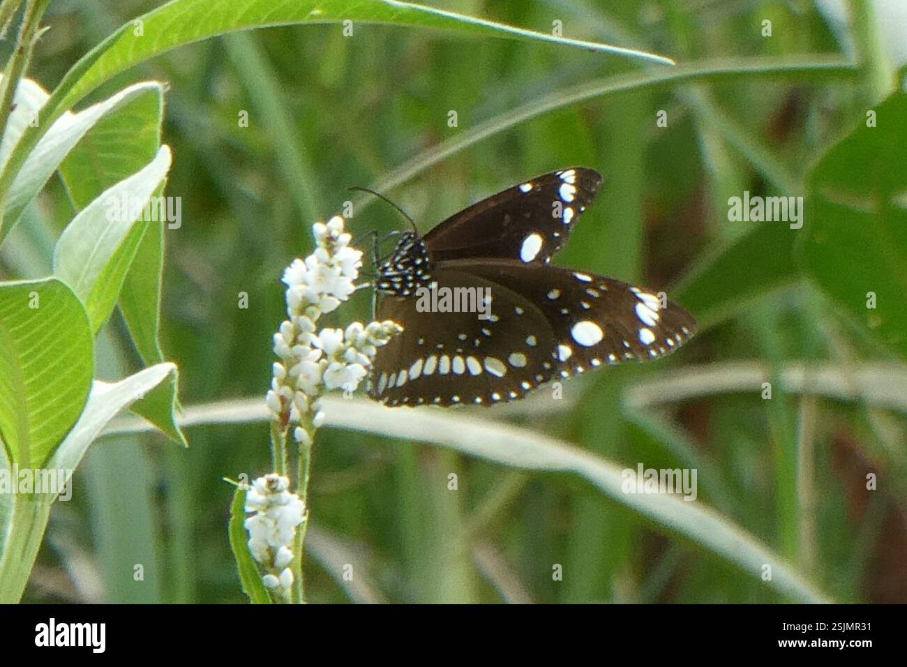 Common Crow Butterfly (Euploea core), Insecta, Sherwood Arboretum ...