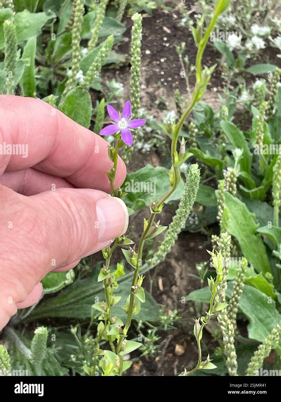 Venus's looking-glass (Triodanis biflora), Plantae, SH-121 Loop, Belton ...
