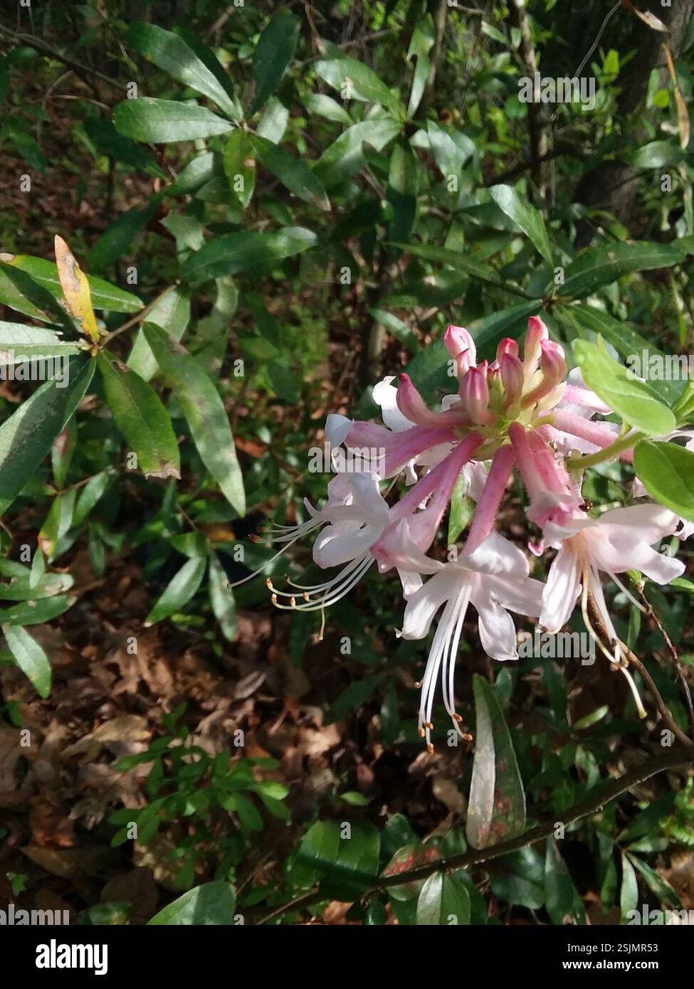 Southern Pinxter Azalea (Rhododendron canescens), Plantae, Windsor ...