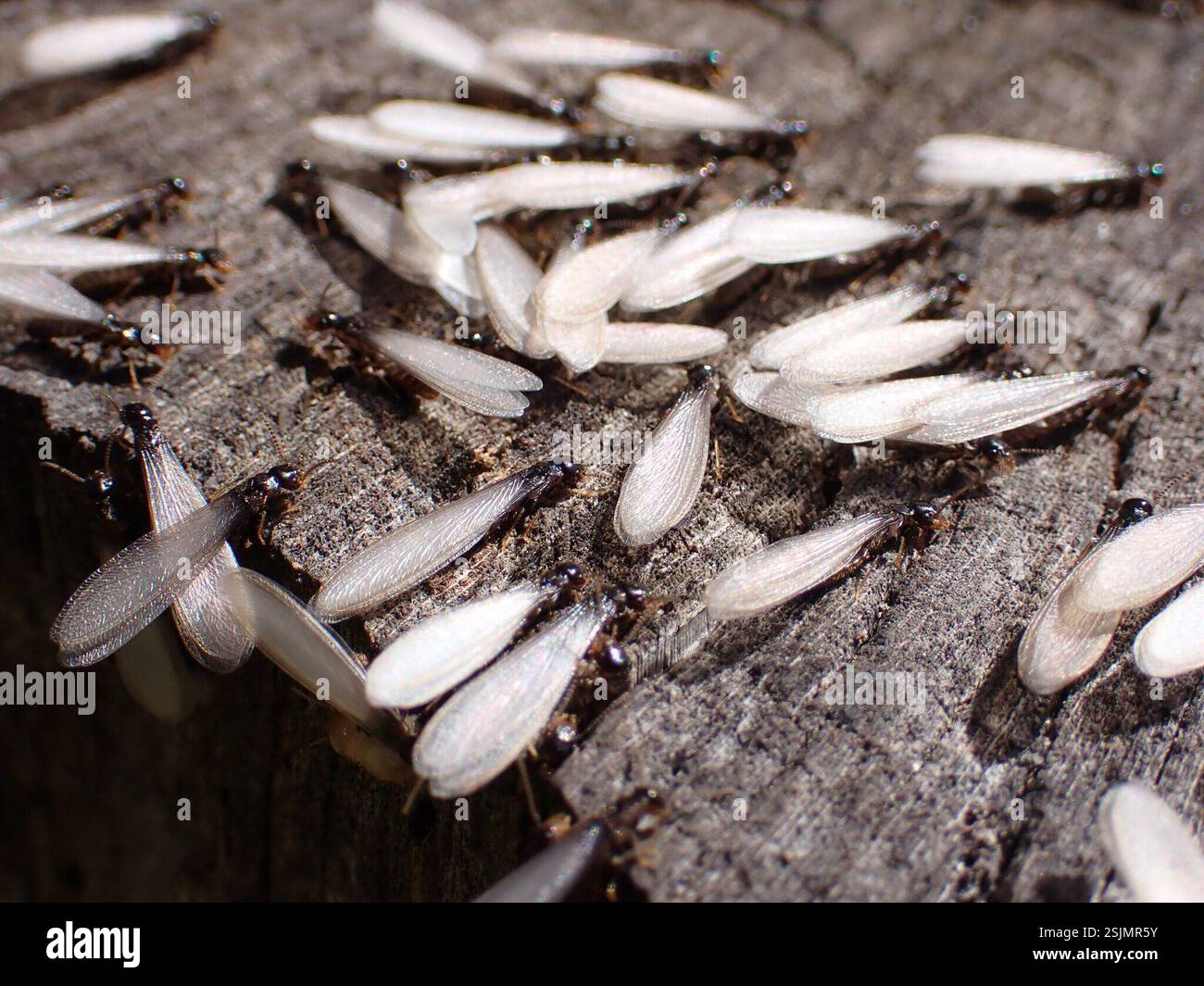 Eastern Subterranean Termite (Reticulitermes flavipes), Insecta, North ...