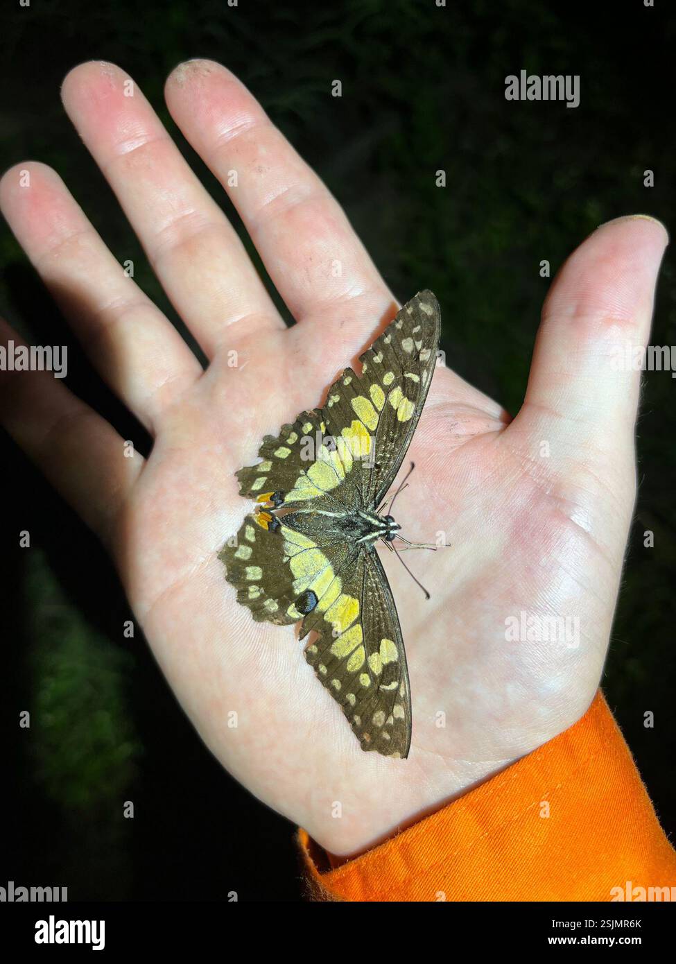 Lime Swallowtail (Papilio demoleus), Insecta, Douglas, QLD, AU Stock ...