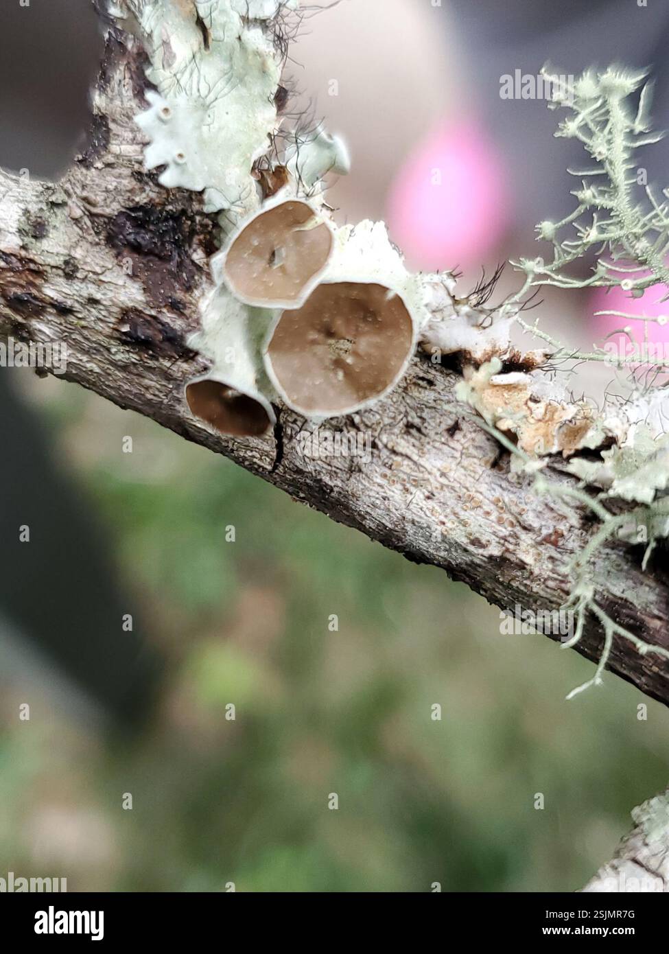 Ruffle Lichens (Parmotrema), Fungi, Alachua, Florida, United States ...