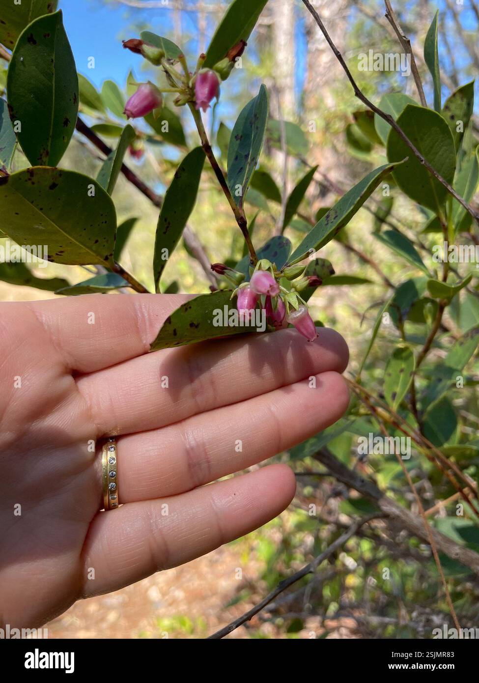 fetterbush lyonia (Lyonia lucida), Plantae, Ocala National Forest ...