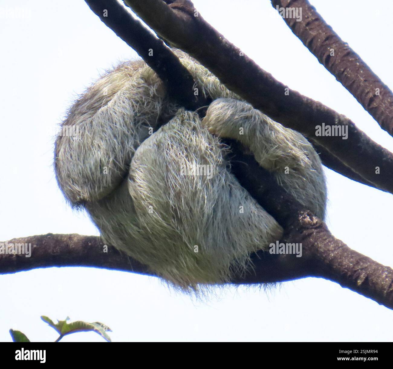 Brown-throated Three-toed Sloth (Bradypus variegatus), Mammalia, Anton ...