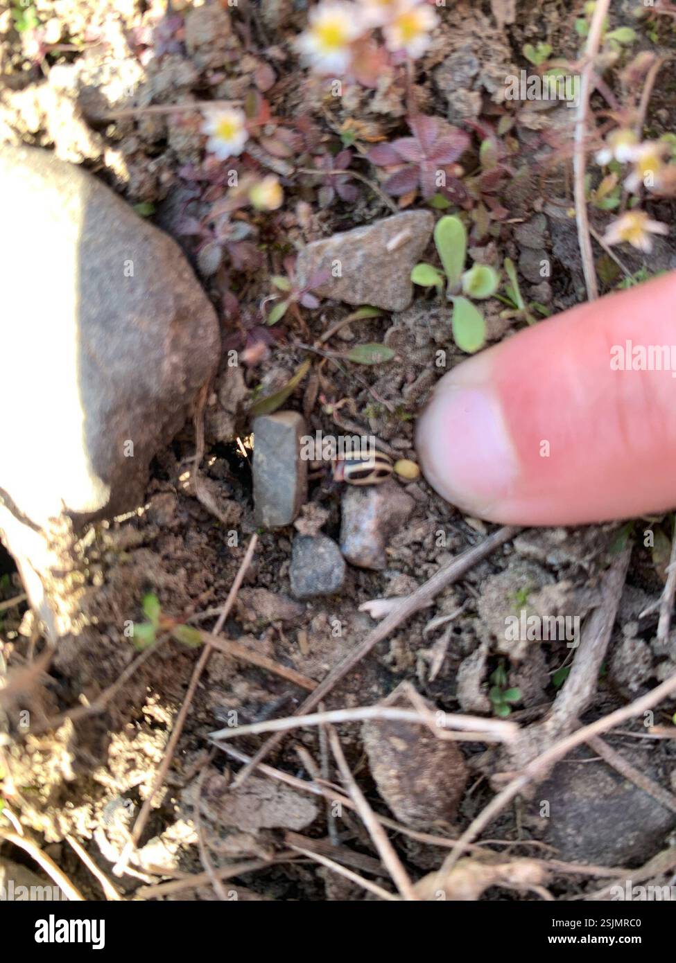 Coreopsis Beetle (Calligrapha californica), Insecta, Lake Roosevelt ...