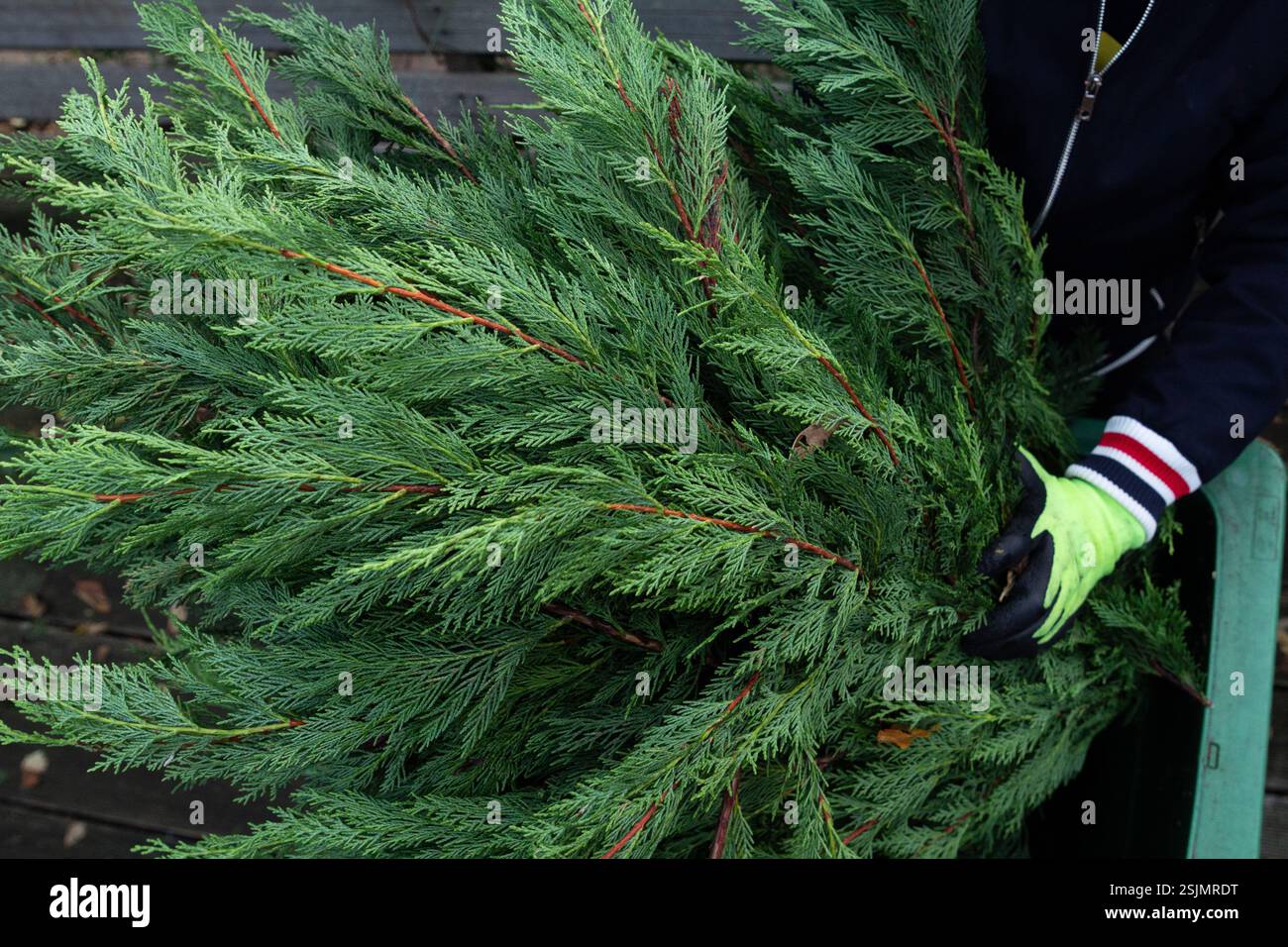A close-up of a hand holding branches from a green tree, as part of ...
