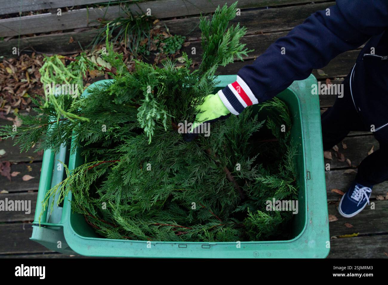A close-up of a hand holding branches from a green tree, as part of ...