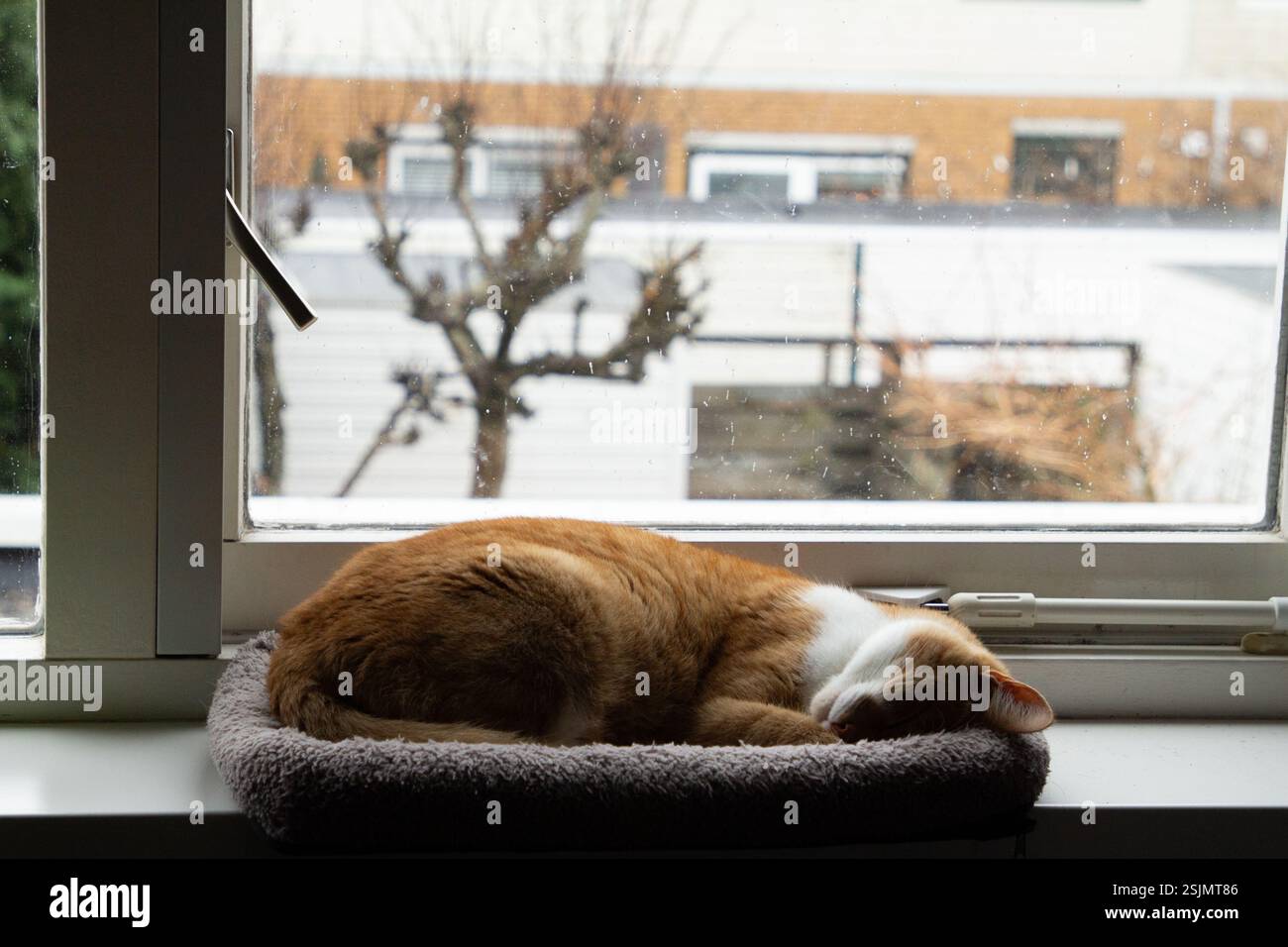 A peaceful ginger cat sleeping comfortably, curled up in a relaxed ...