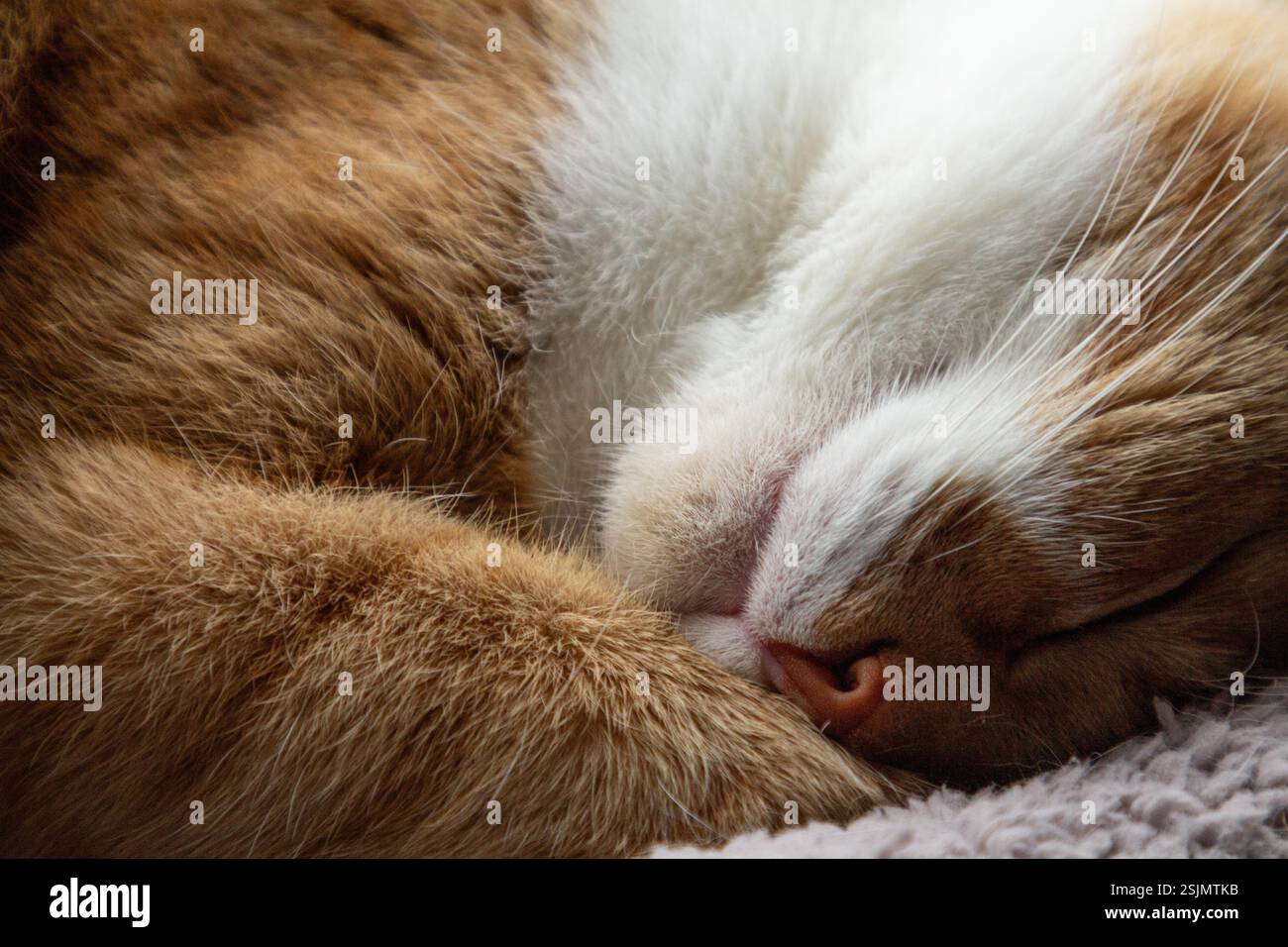 A peaceful ginger cat sleeping comfortably, curled up in a relaxed ...
