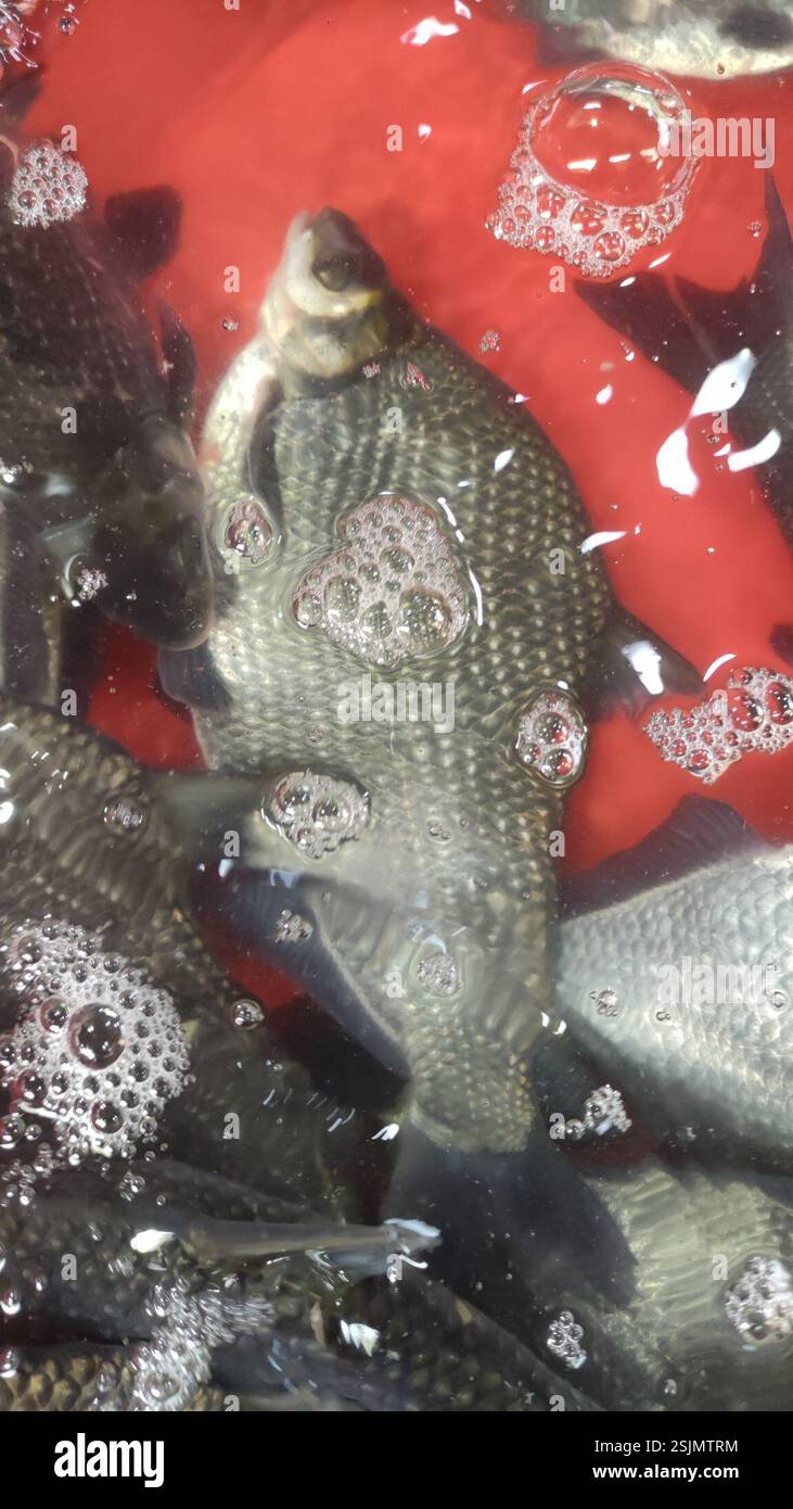 Wuchang bream (Megalobrama amblycephala), Actinopterygii, Jinhua, CN-ZJ ...