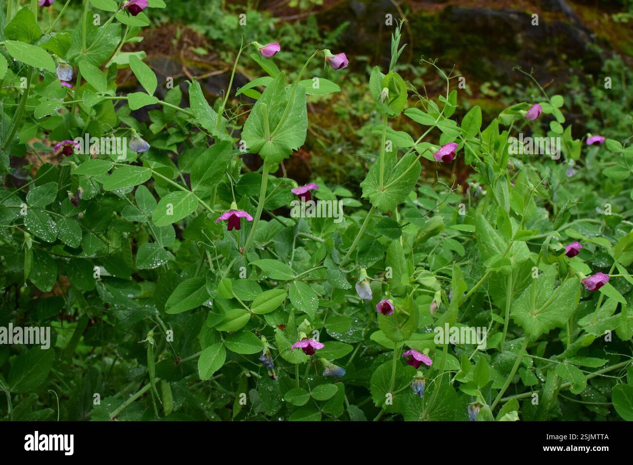 Common Pea (Pisum sativum), Plantae, 中国贵州省黔南布依族苗族自治州龙里县 Stock Photo - Alamy