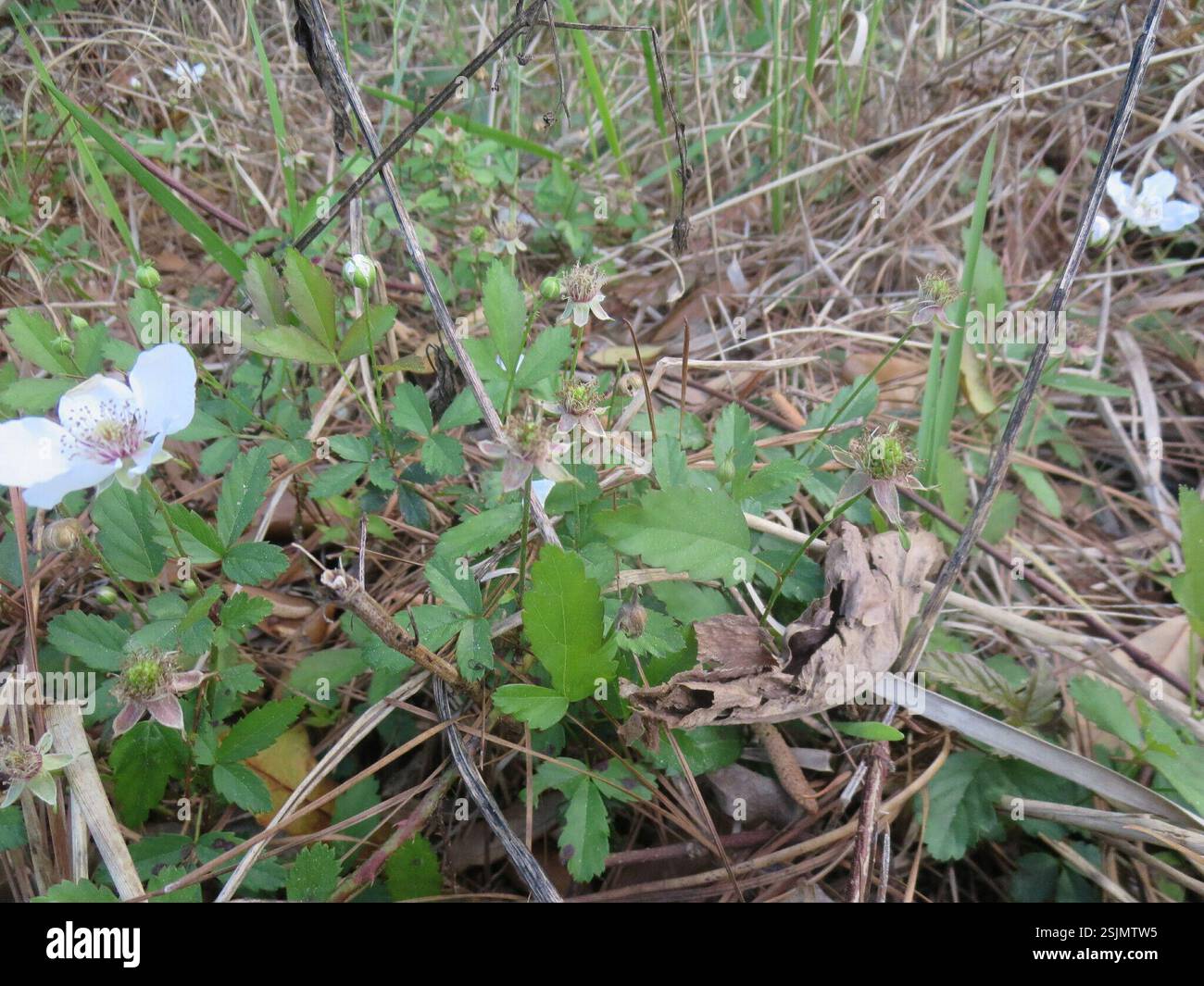 southern dewberry (Rubus trivialis), Plantae, Windsor Forest, Savannah ...
