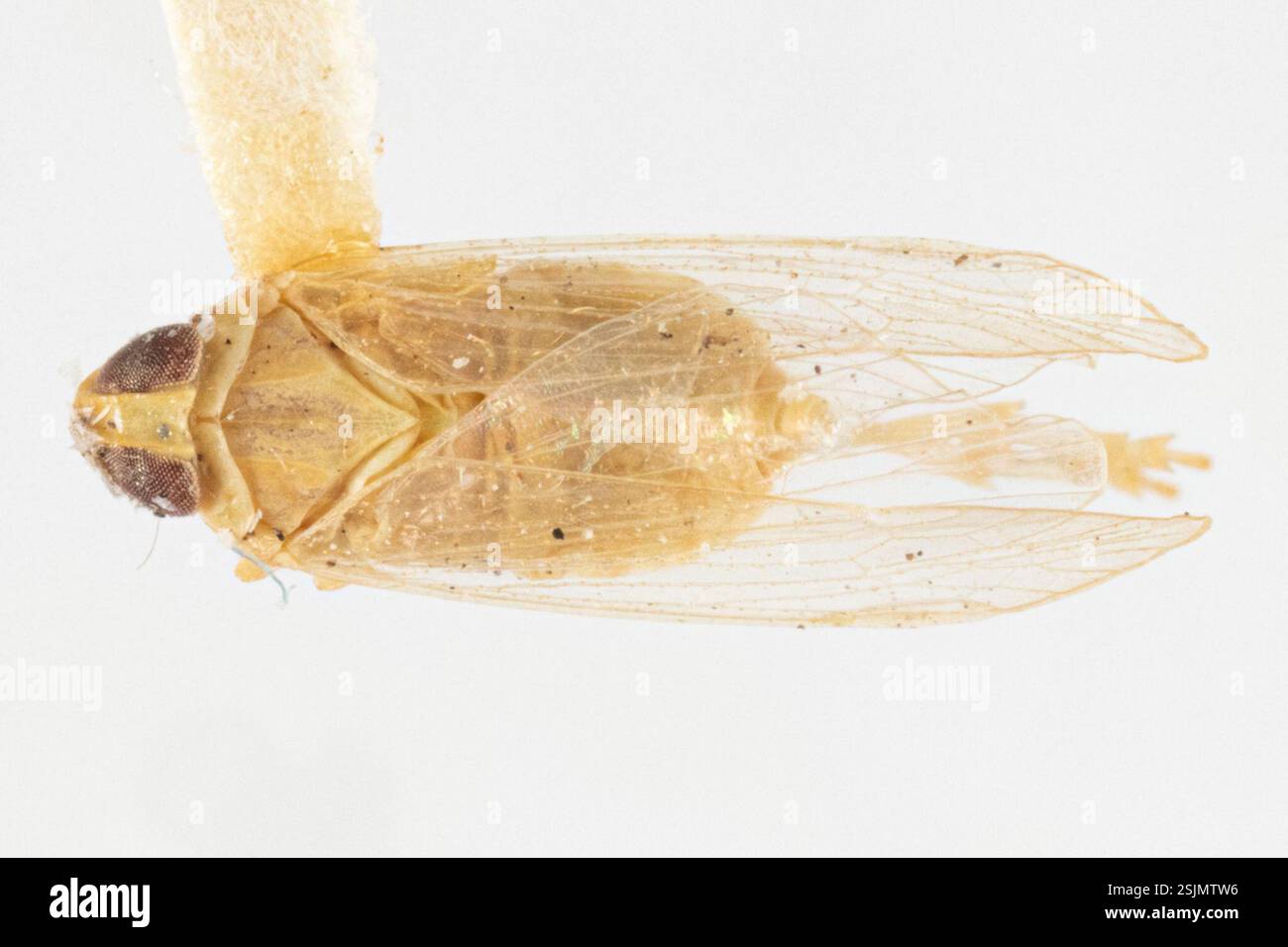 (Haplaxius meadi), Insecta, Mexico, taken with banana cargo in ...