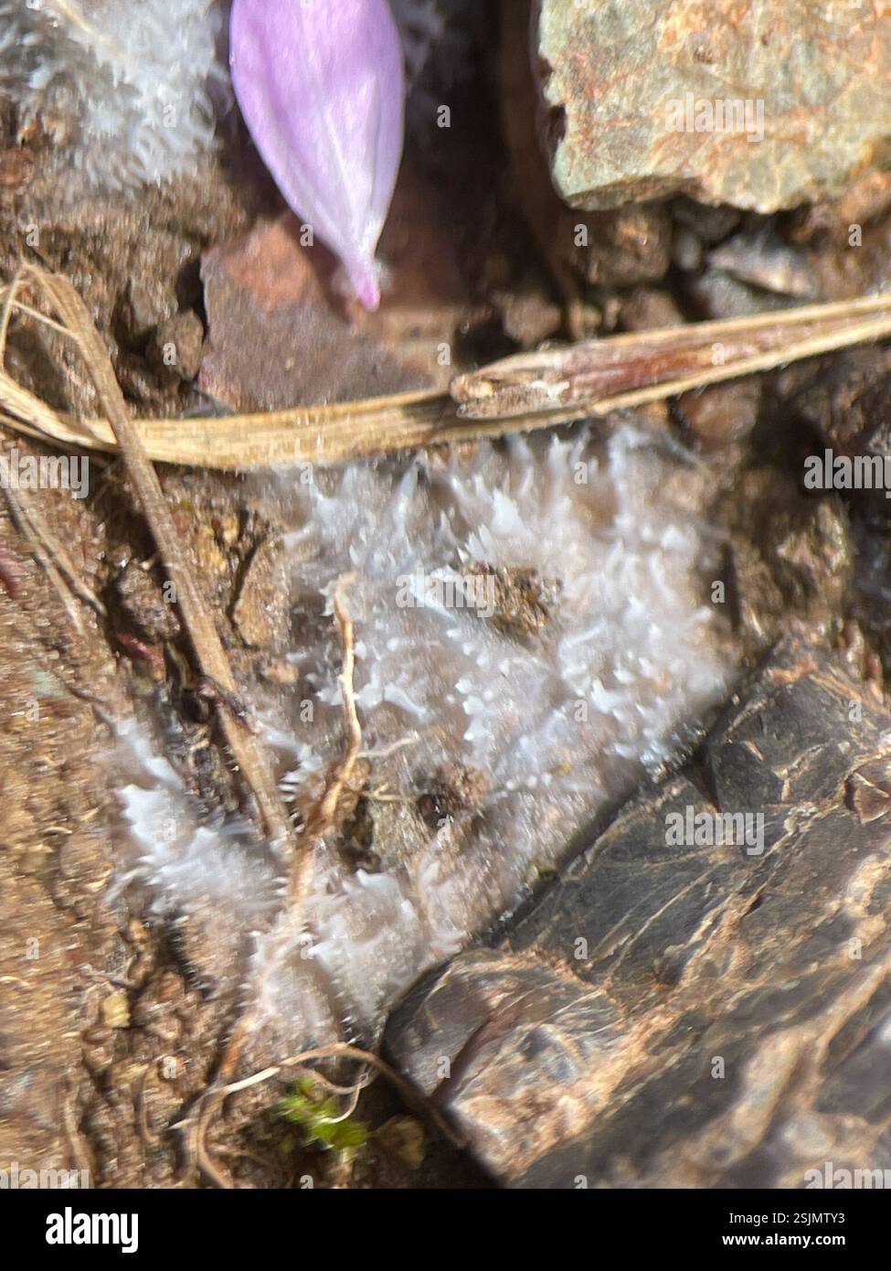 (Chromelosporium), Fungi, Via Laguna Vista, San Luis Obispo, CA, US ...