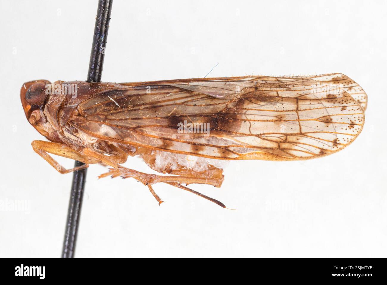 (Mnemosyne cubana), Insecta, South Bimini, The Bahamas, This is the ...