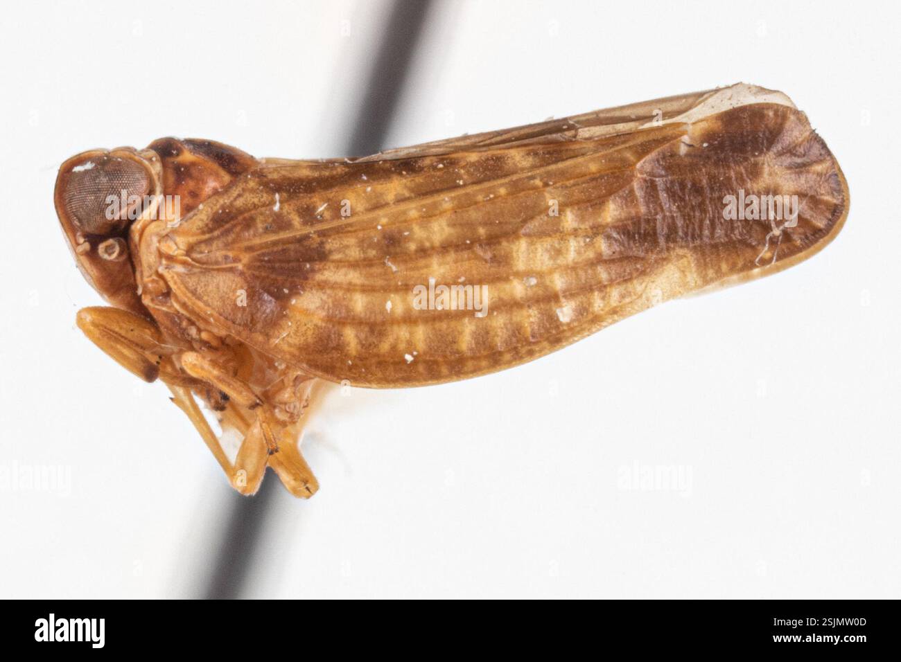 (Caudibeccus punctatus), Insecta, South Bimini, The Bahamas, This is ...