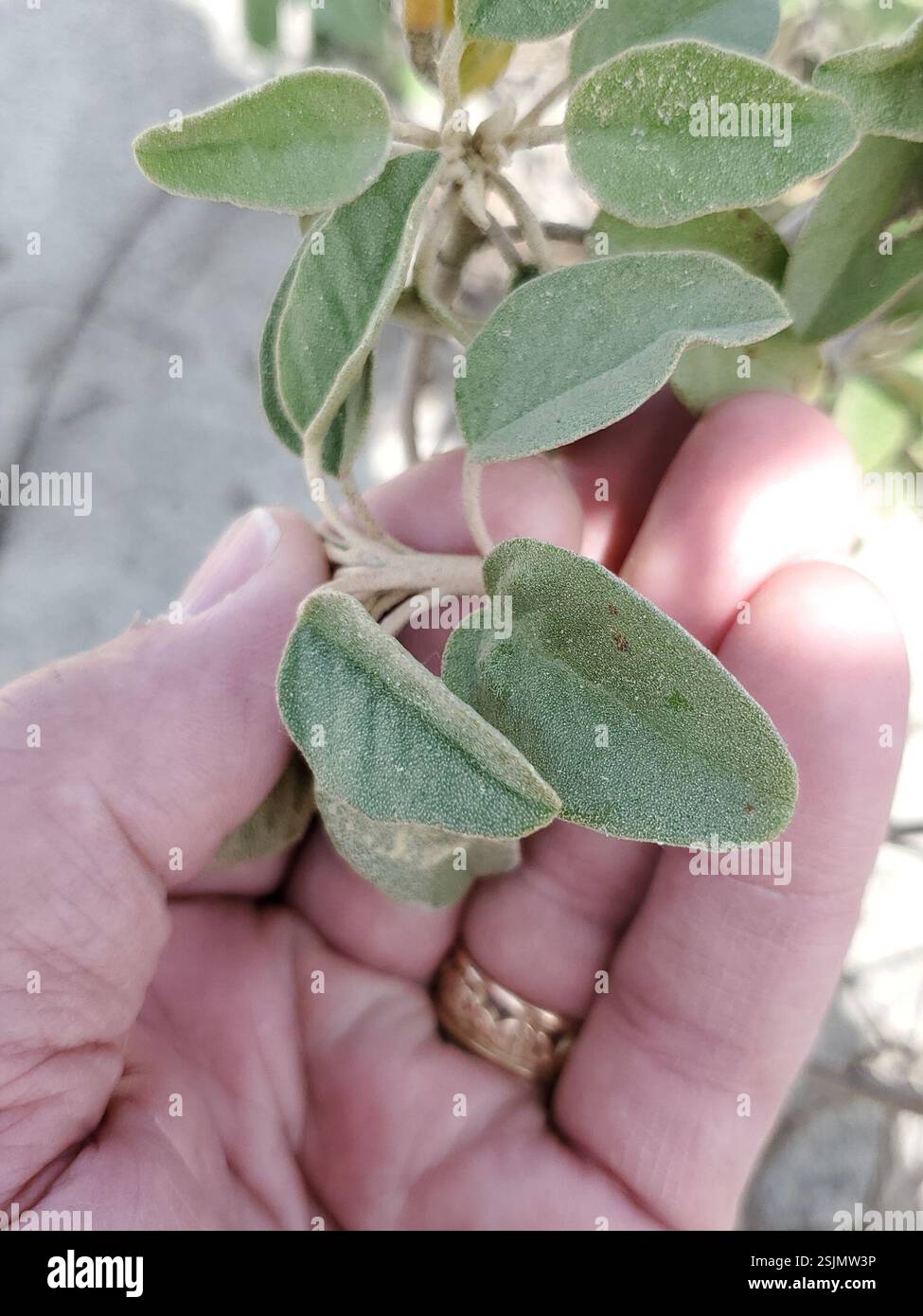 Beach Croton (Croton punctatus), Plantae, Fort Sumter National Monument ...