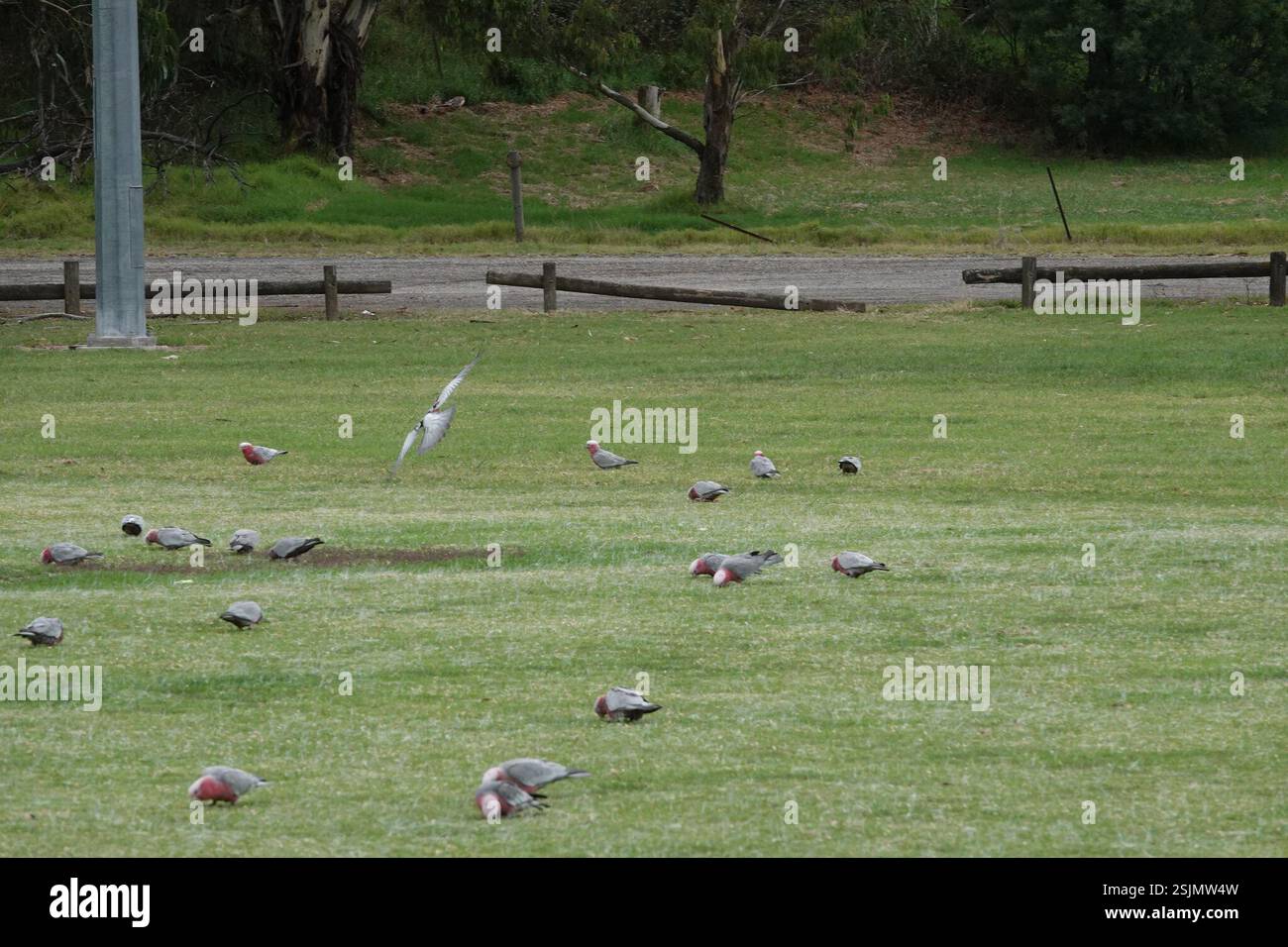 Eastern Galah (Eolophus roseicapilla albiceps), Aves, JW Manson Reserve ...