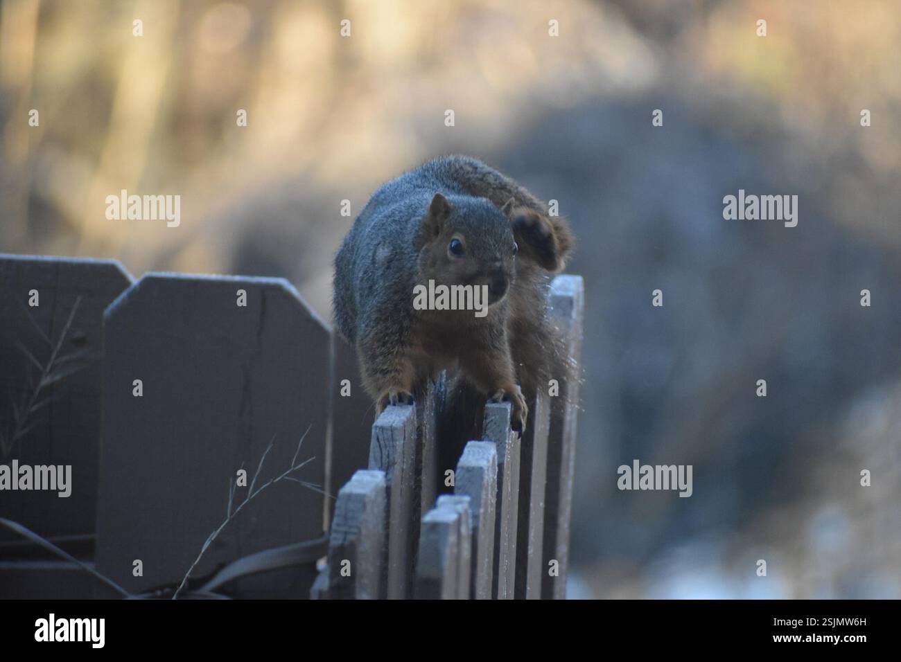 Western Fox Squirrel (Sciurus niger rufiventer), Mammalia, Indiana, US ...
