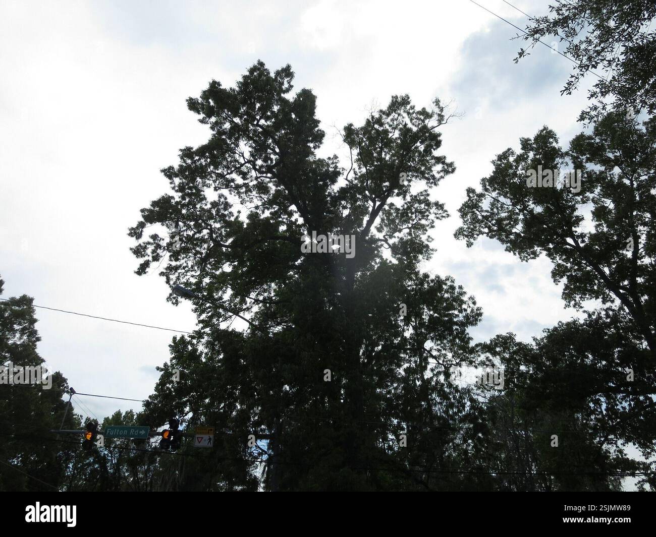 southern red oak (Quercus falcata), Plantae, Windsor Forest, Savannah ...