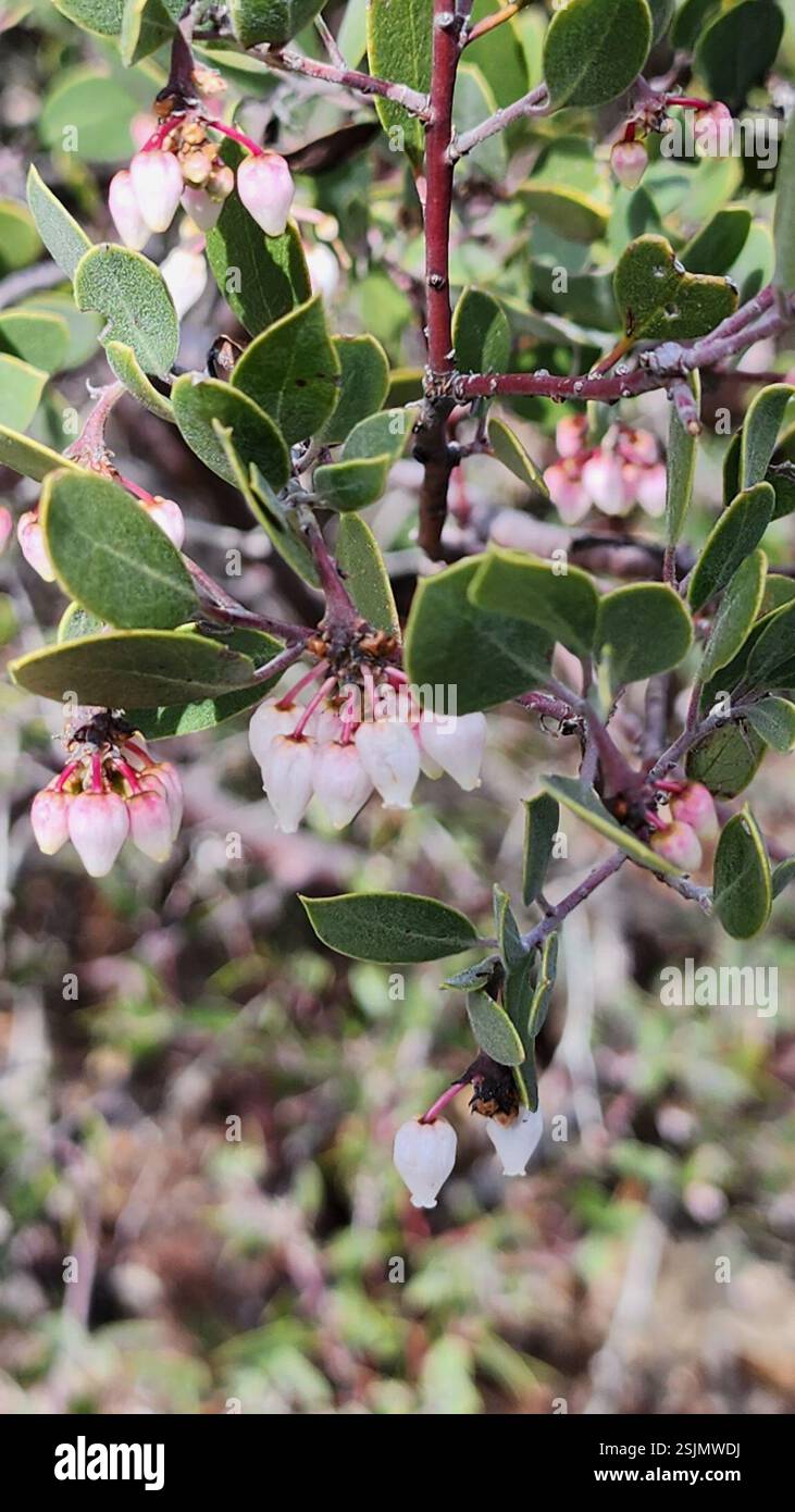 pointleaf manzanita (Arctostaphylos pungens), Plantae, Lake Hemet ...